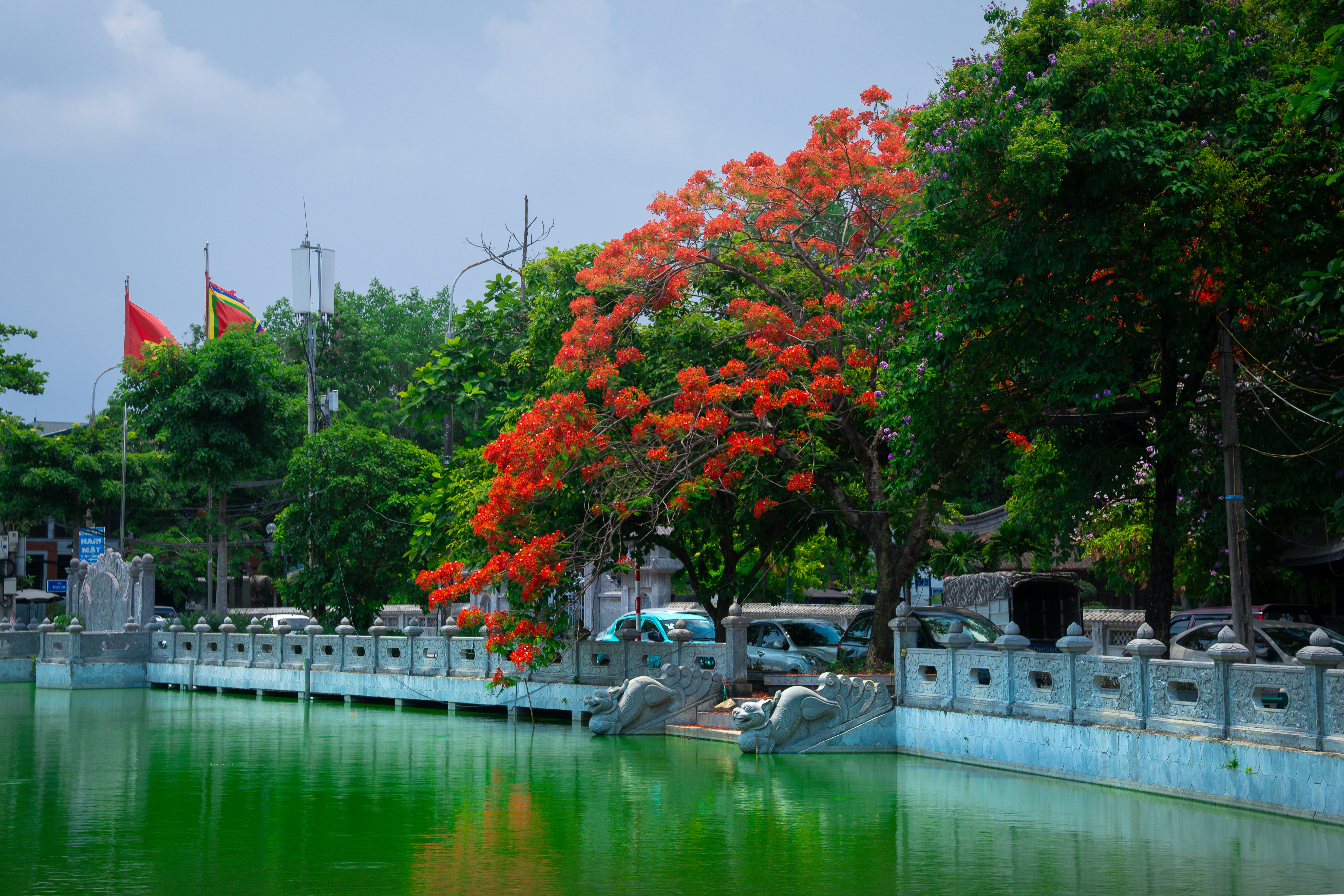 Red-Flowered Tree Poised Above a Serene Canal