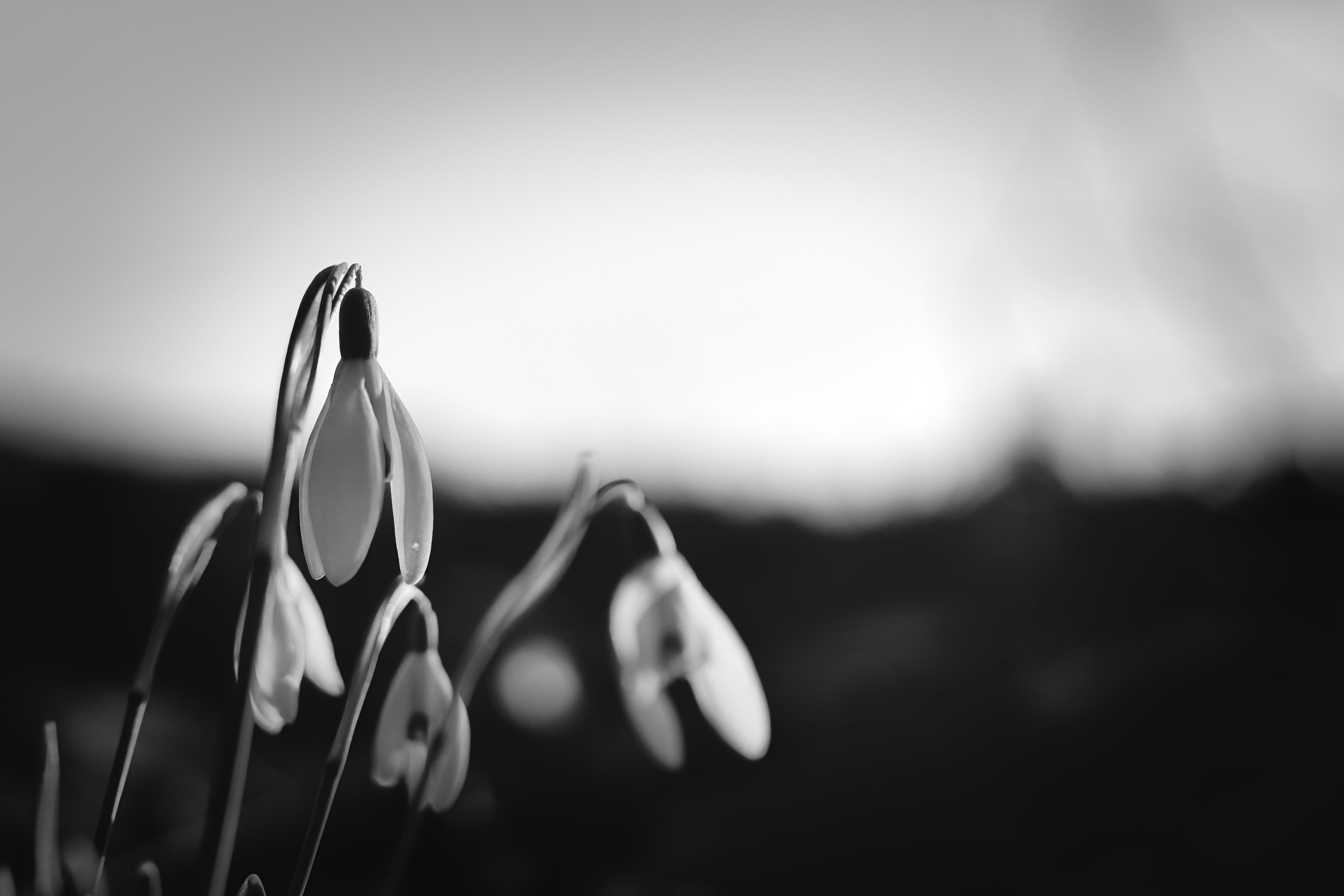 Delicate Snowdrops in Low Light