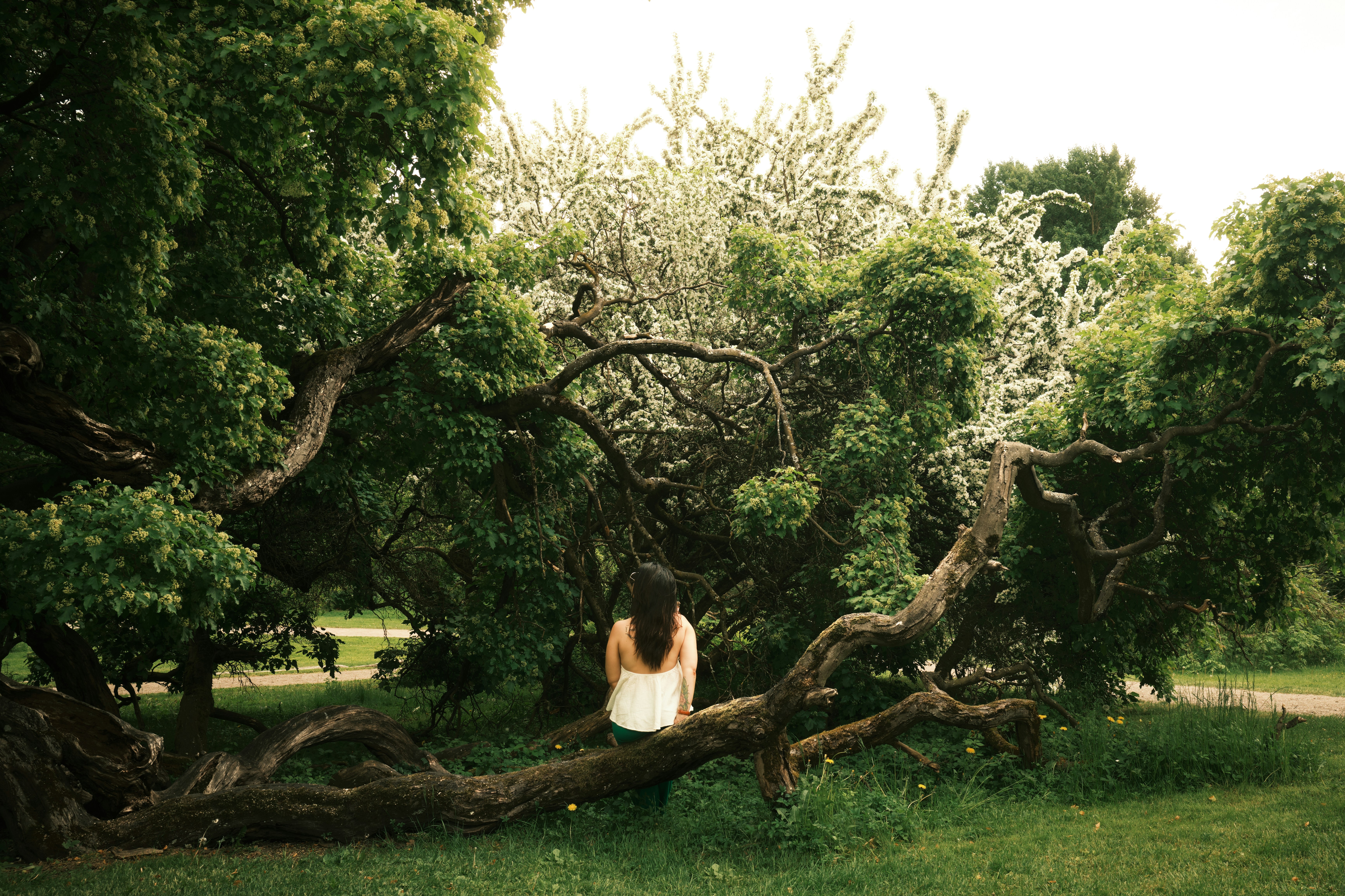 Silhouette in a Blossom-Wreathed Haven