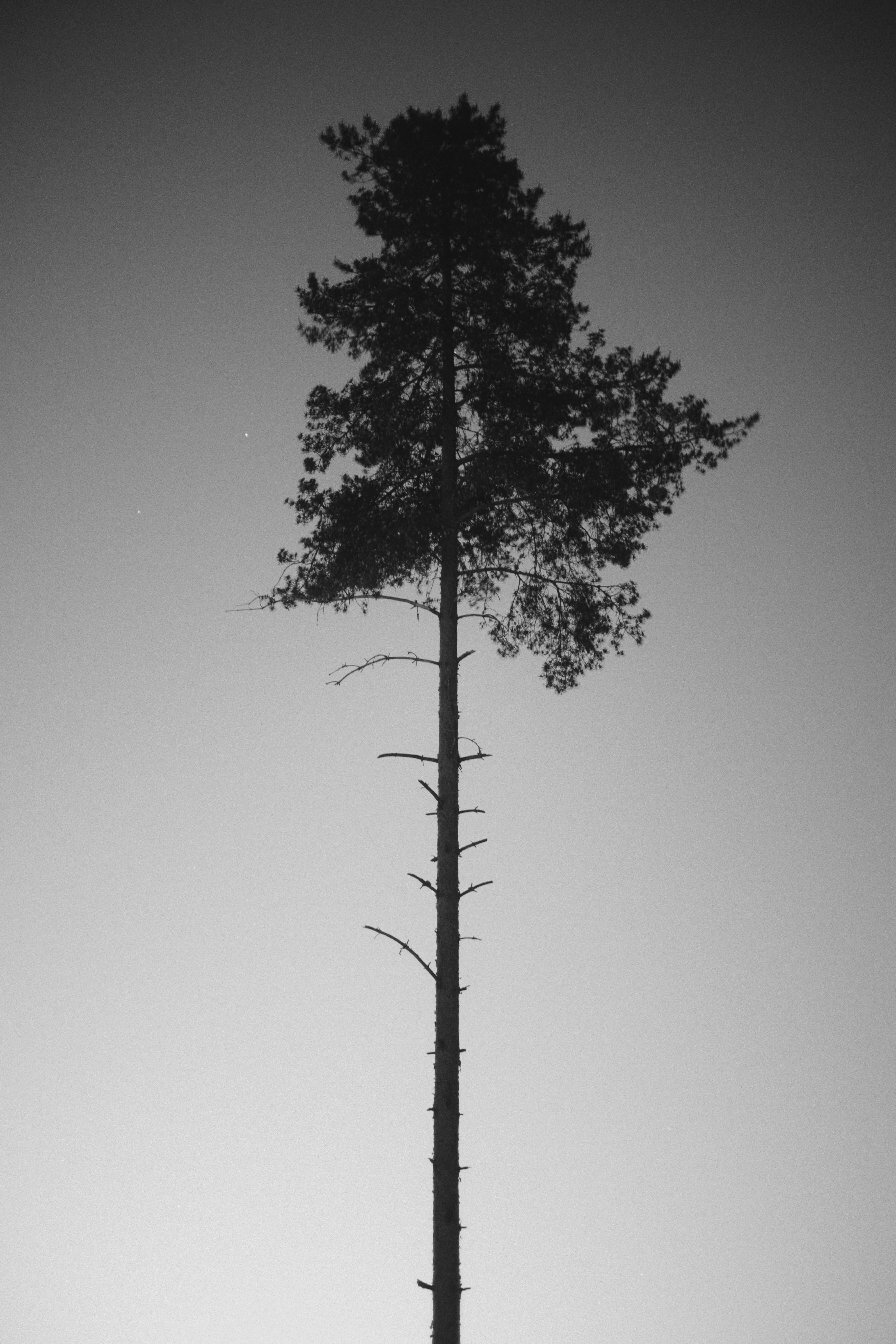 A tall pine tree stands silhouetted against a clear sky.