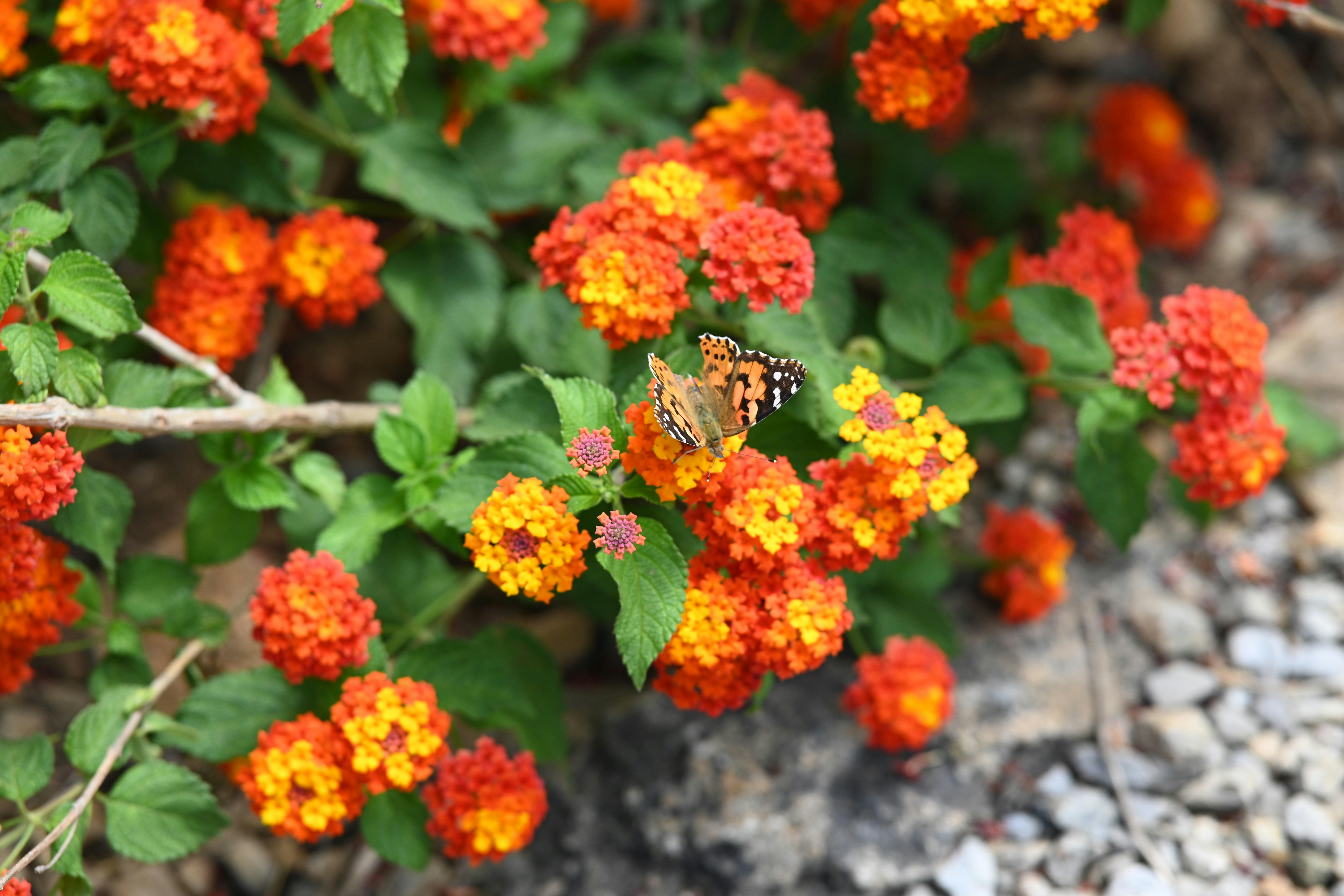 Butterfly on a Coral Bloom: A Moment of Quiet Color