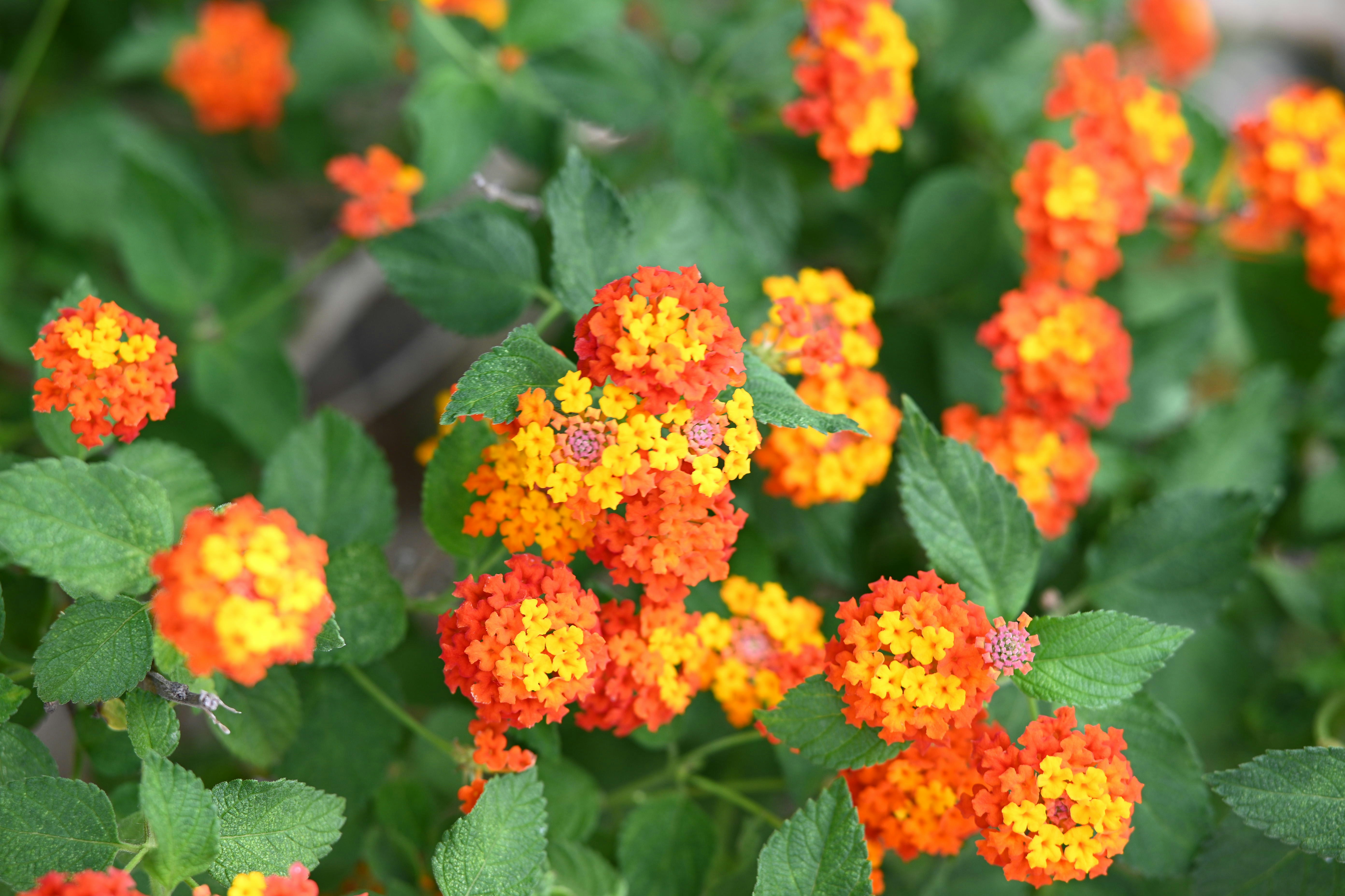 Vibrant Cluster of Orange-Red Lantana Blooms