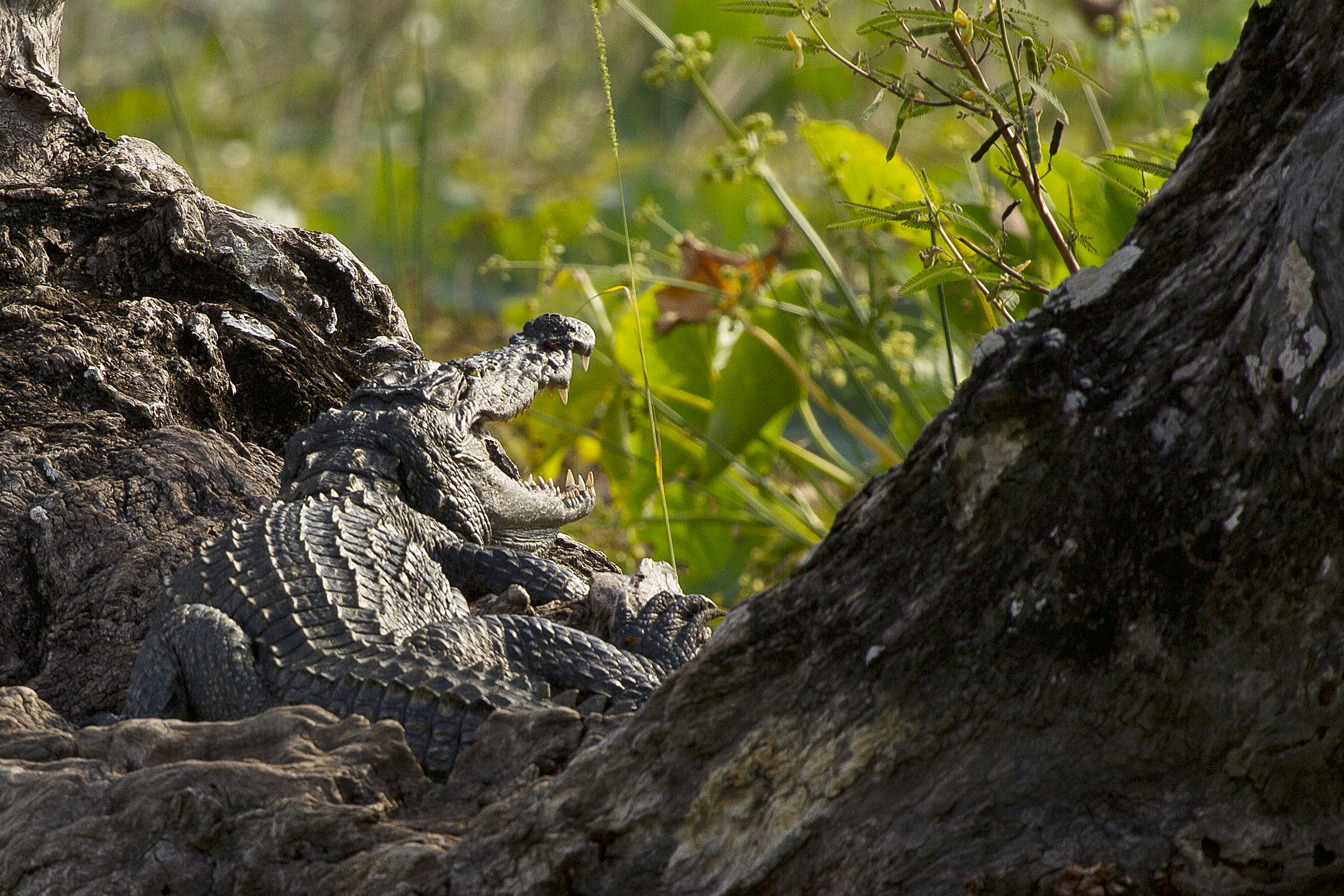 Cobra on the Bark: A Half-Hidden Predator in the Shade