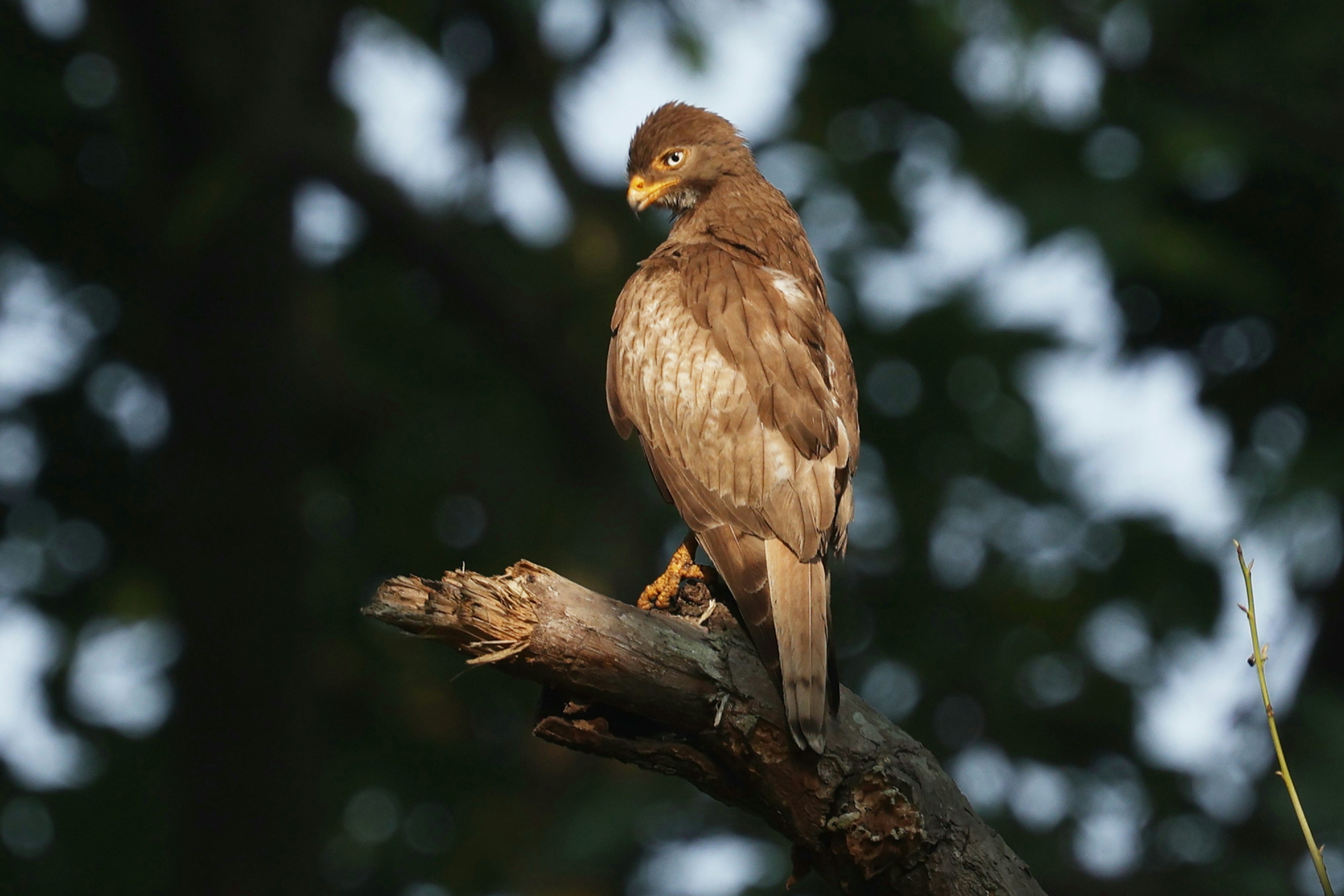 Perched Broad-winged Hawk in dappled forest light