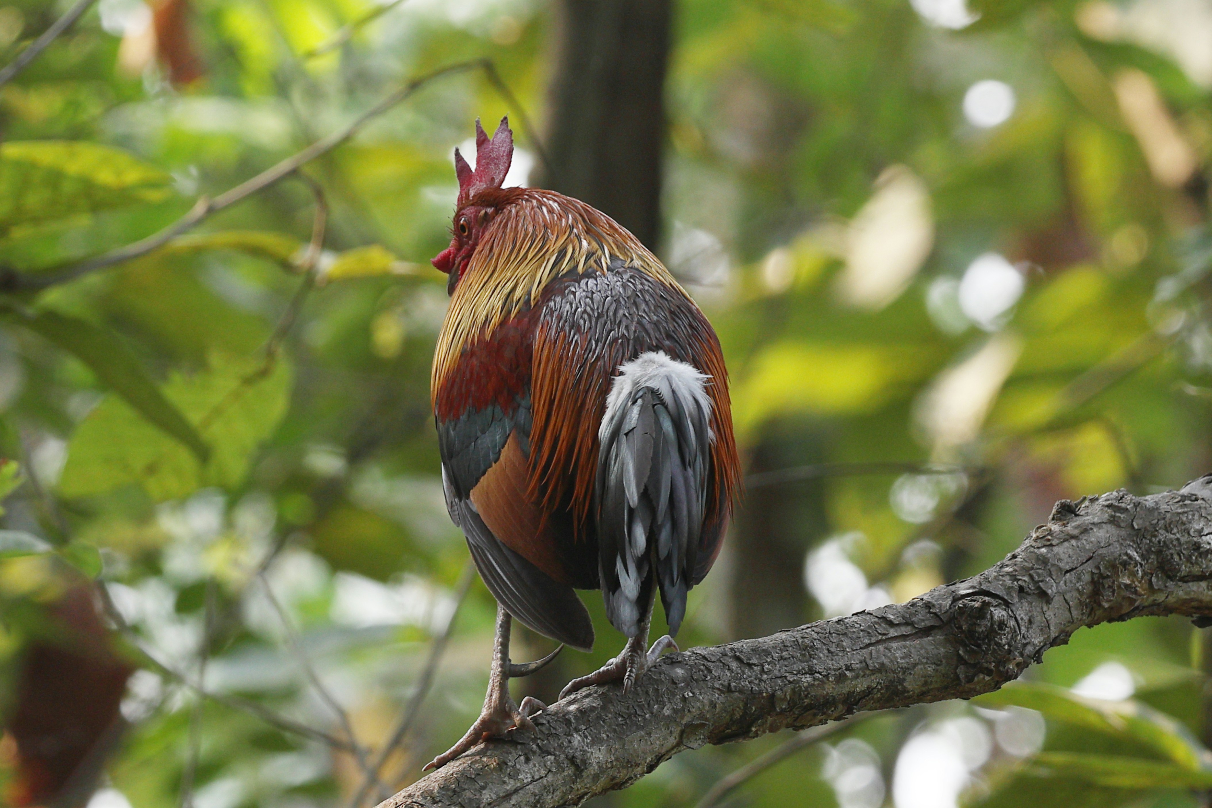 Vivid Rooster Silhouette on a Quiet Branch