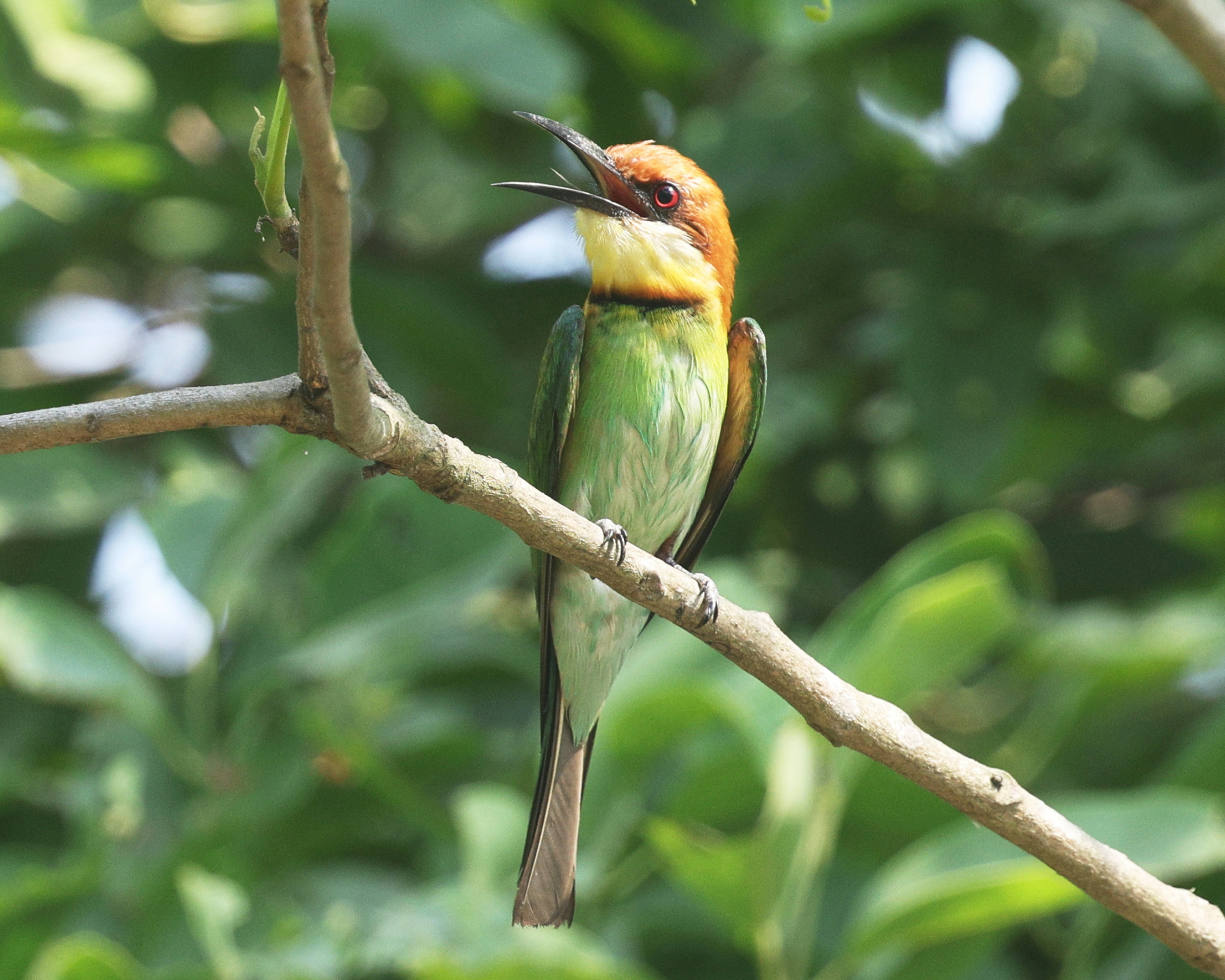 Sunlit Kingfisher: a vivid perch in green canopy