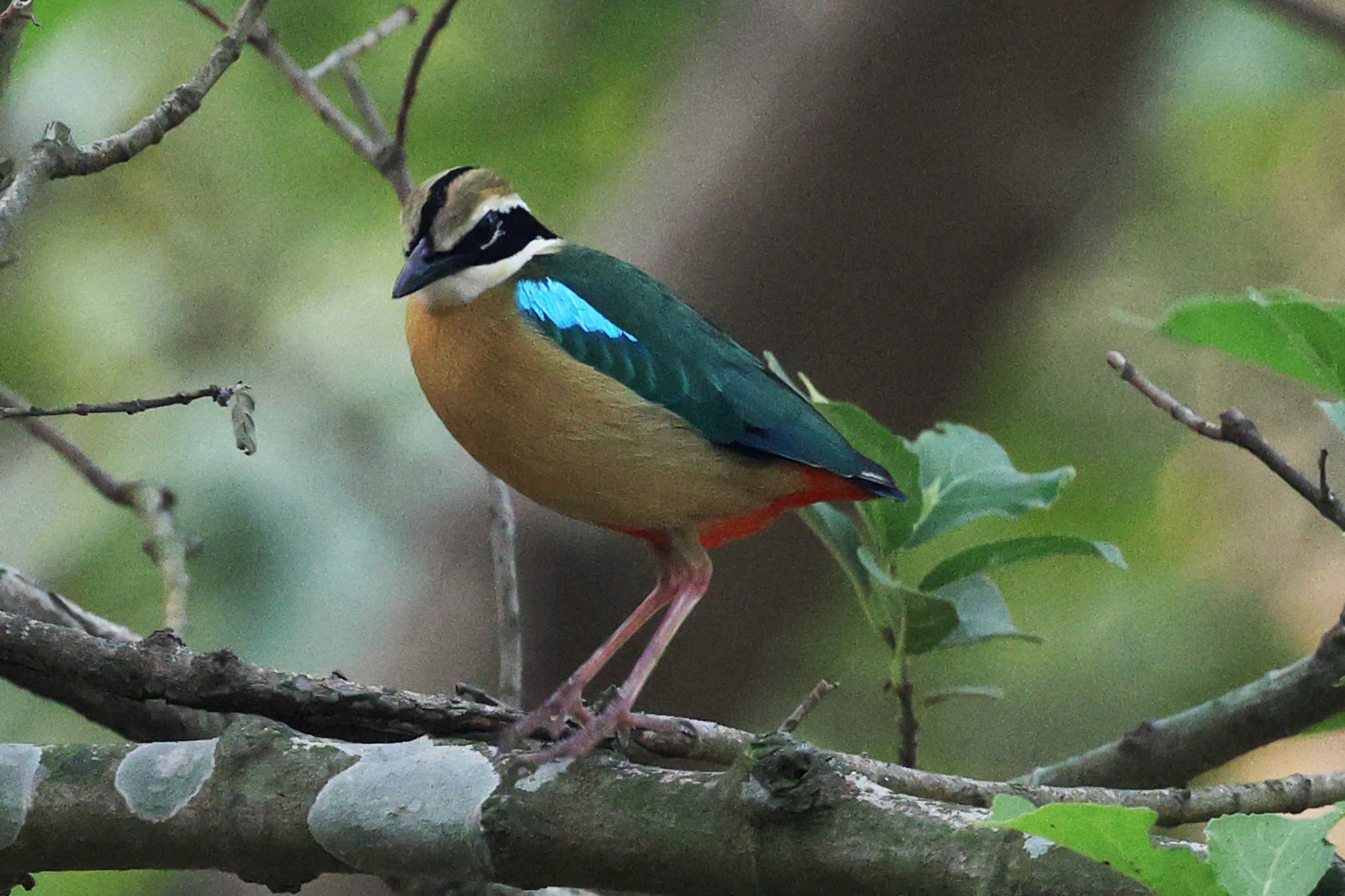 Azure-winged Kingfisher on a mossy branch