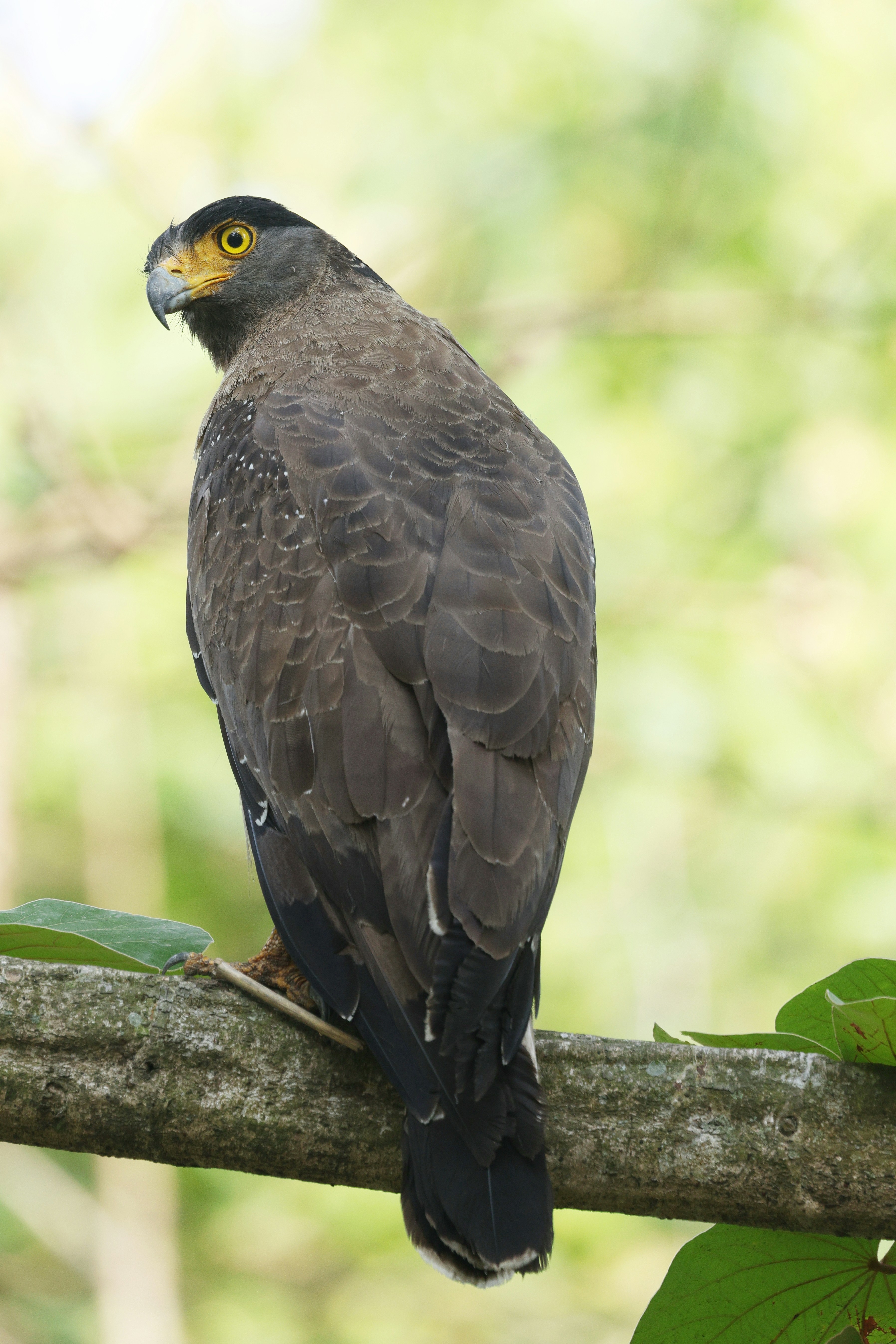 Yellow-eyed hawk on a mossy branch under soft forest light