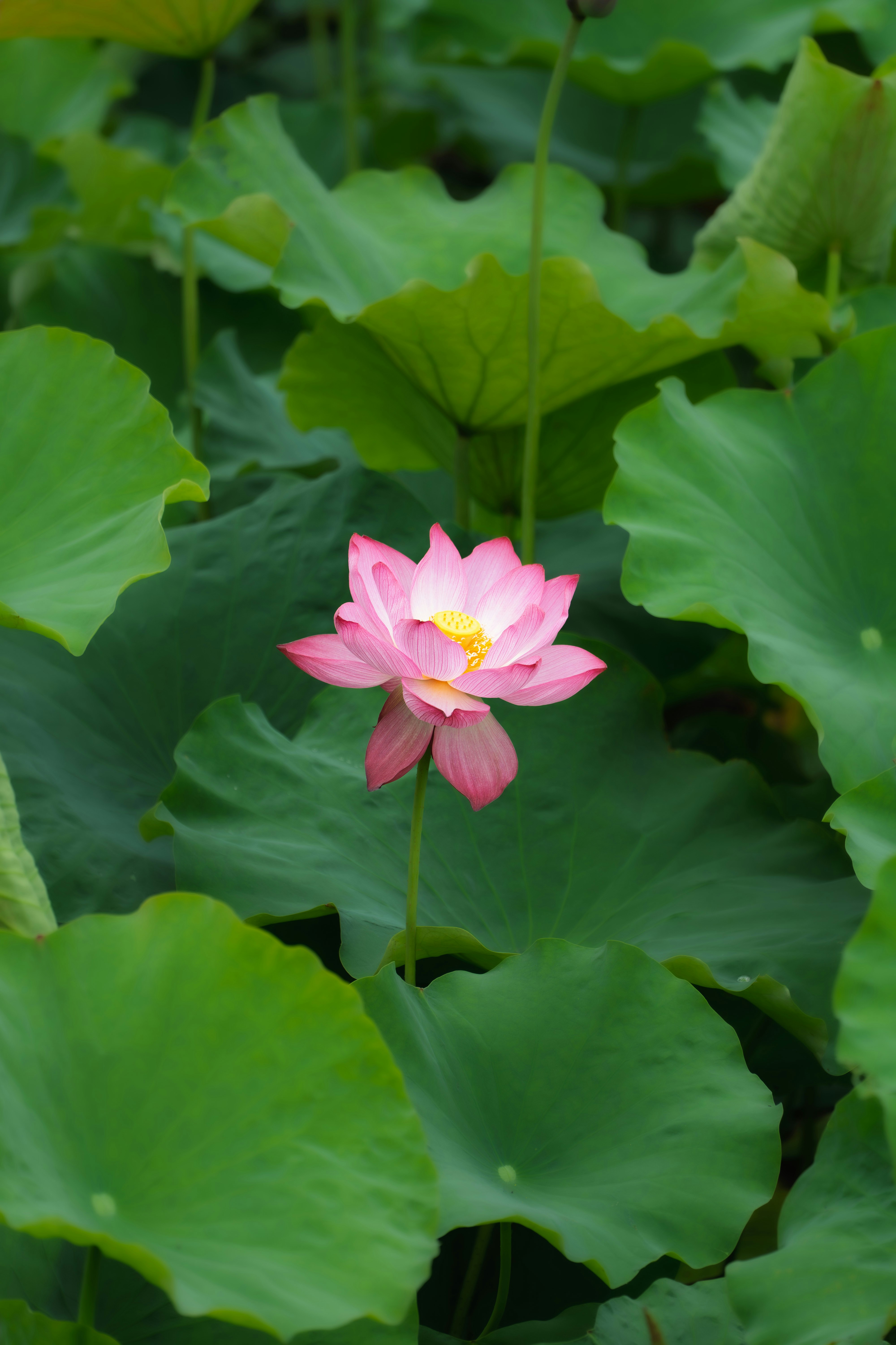 A beautiful pink lotus flower blooms among green leaves.