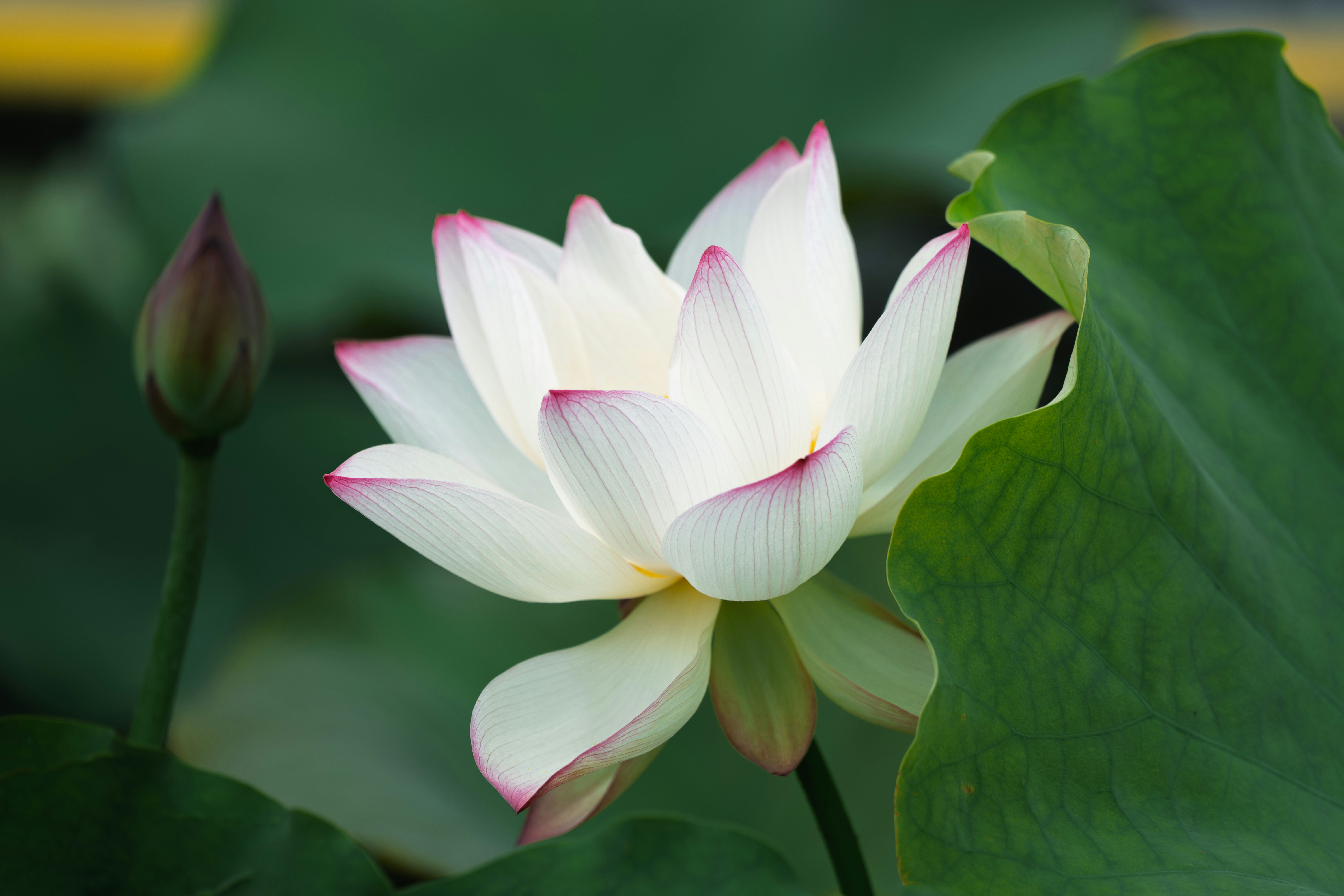 White Lotus in Soft Focus: Center Stage on an Opening Blossom