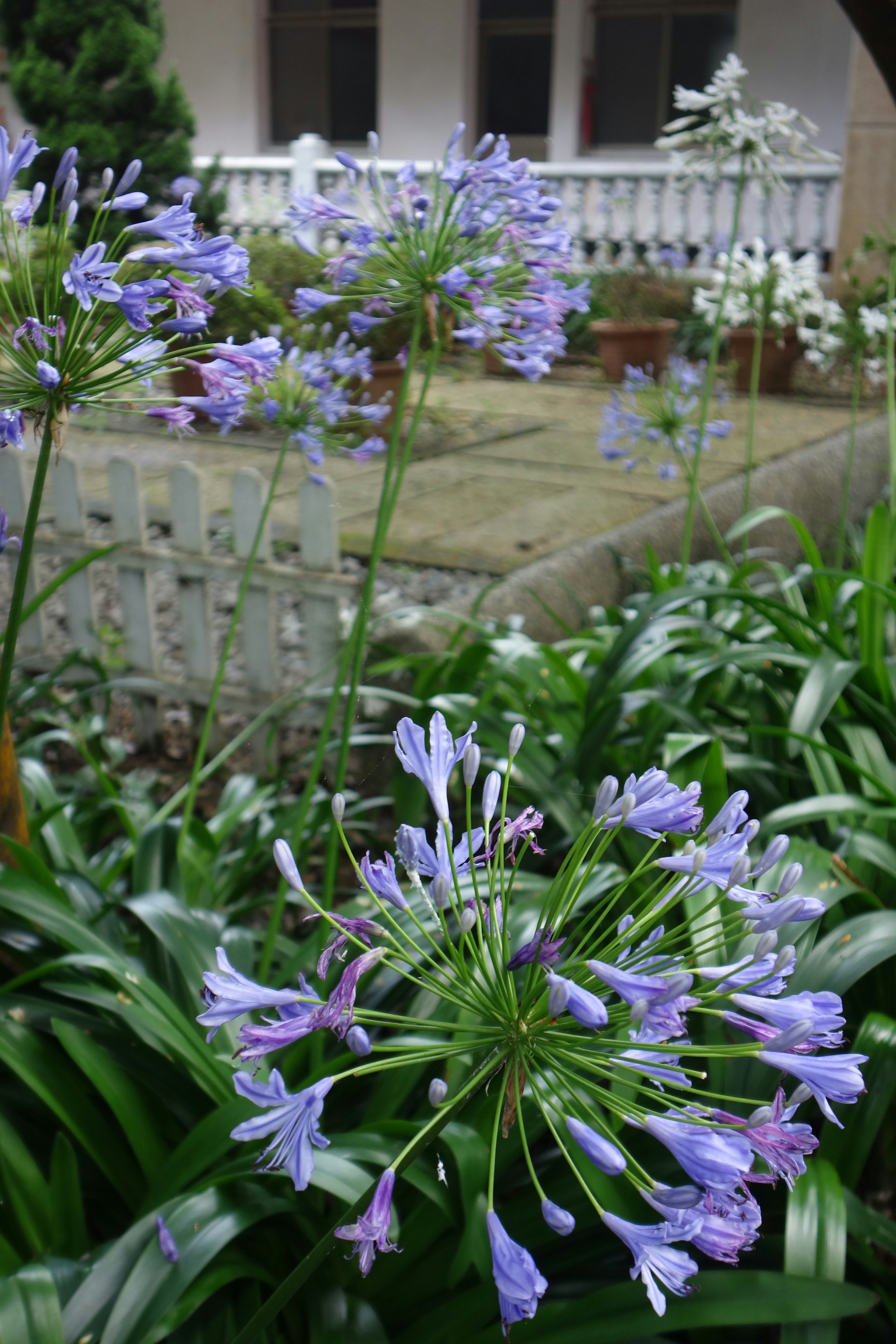 Purple Umbrella Heads in a Quiet Garden Border