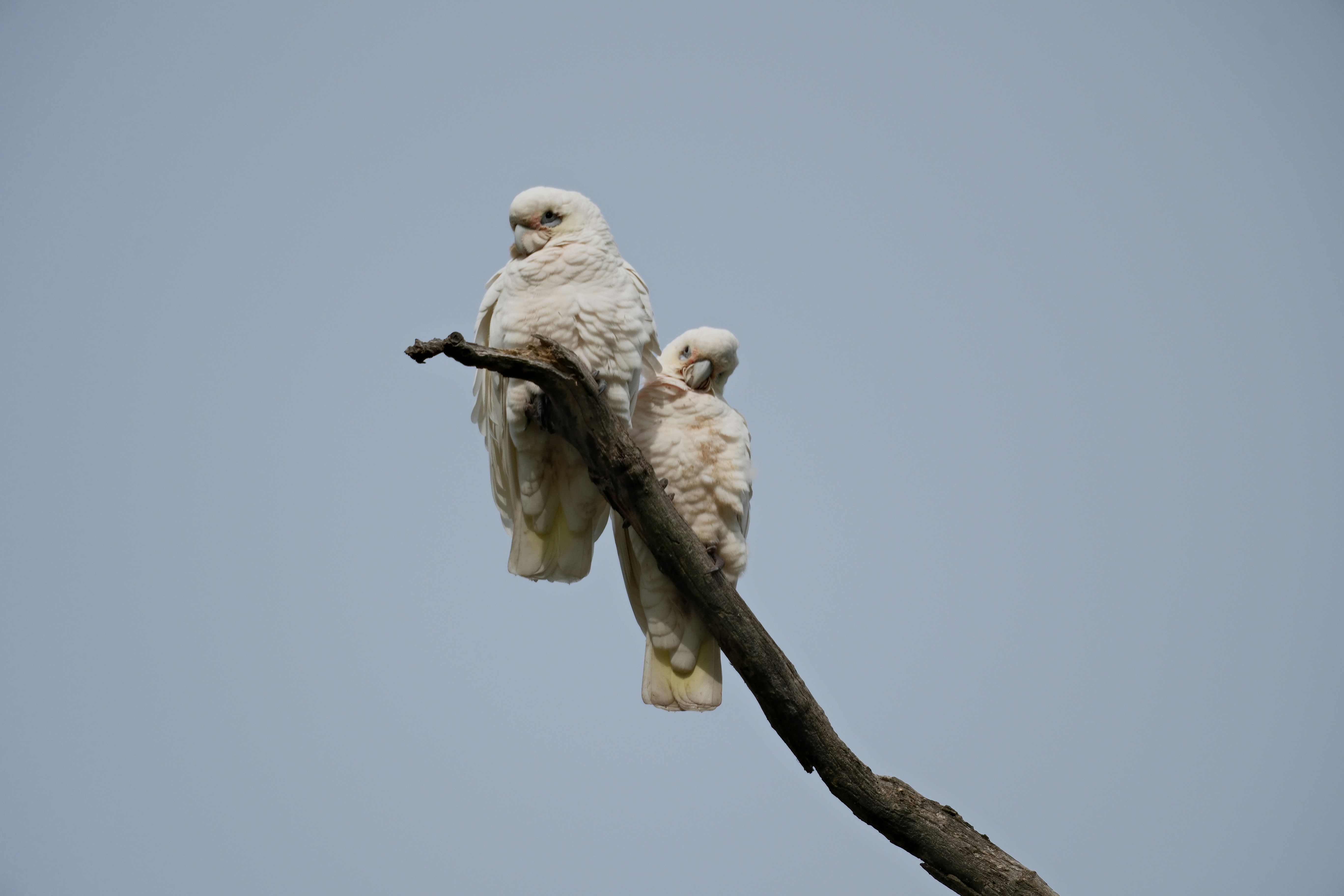 Two White Doves Perched on a Barking Branch Against a Clear Sky