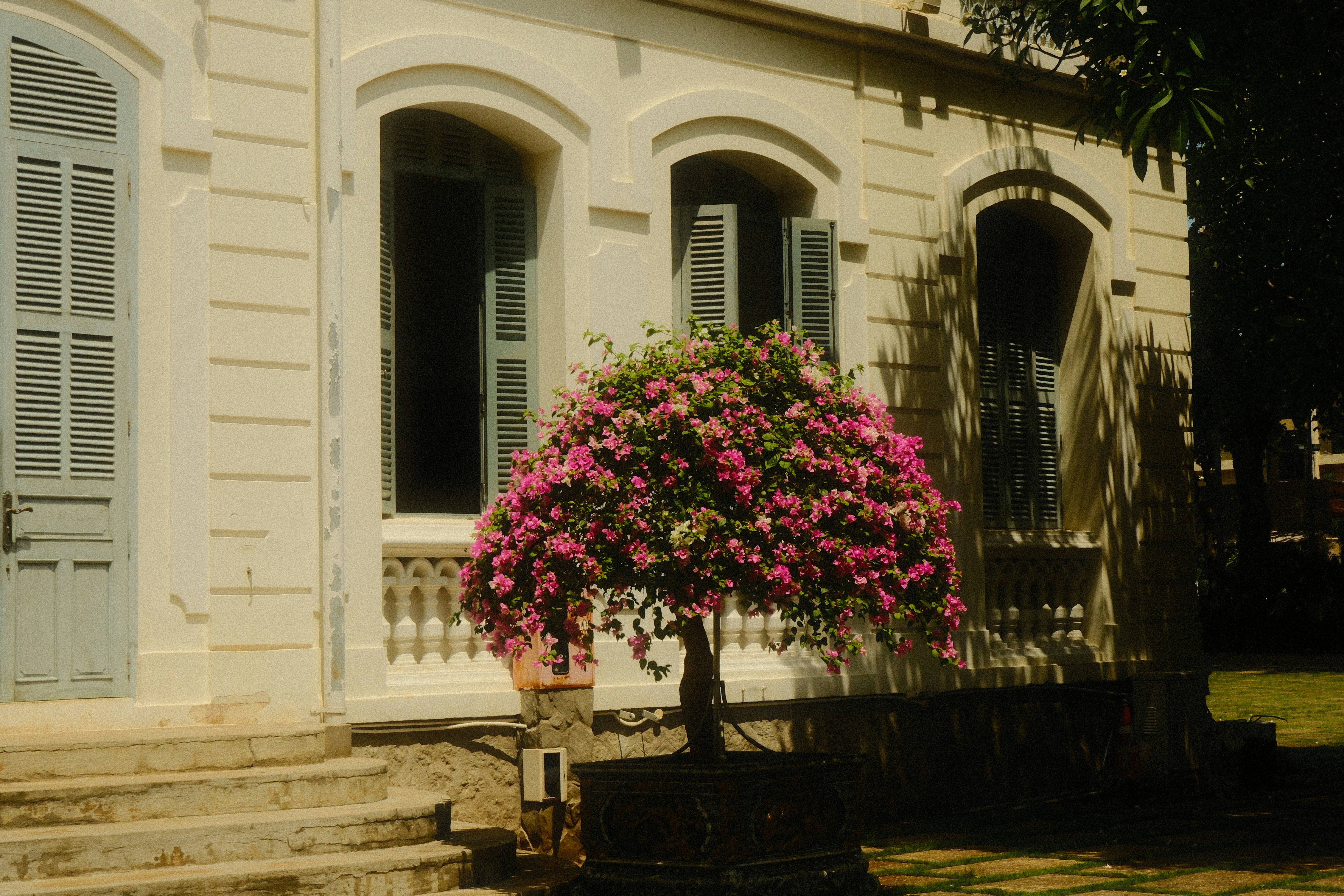 Elegant building facade with a vibrant pink flowering bush.