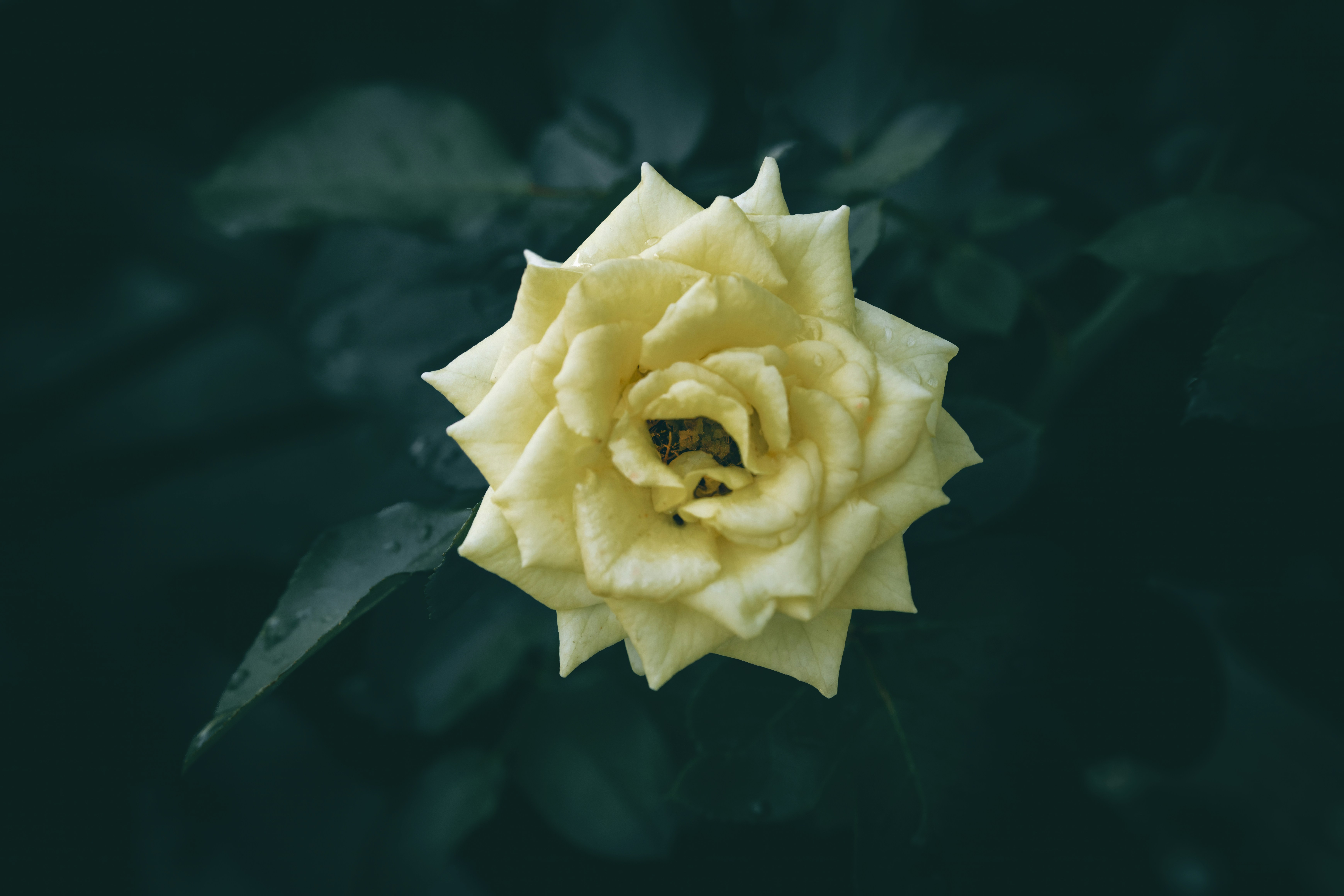 Cream Rose in Midnight Indigo
