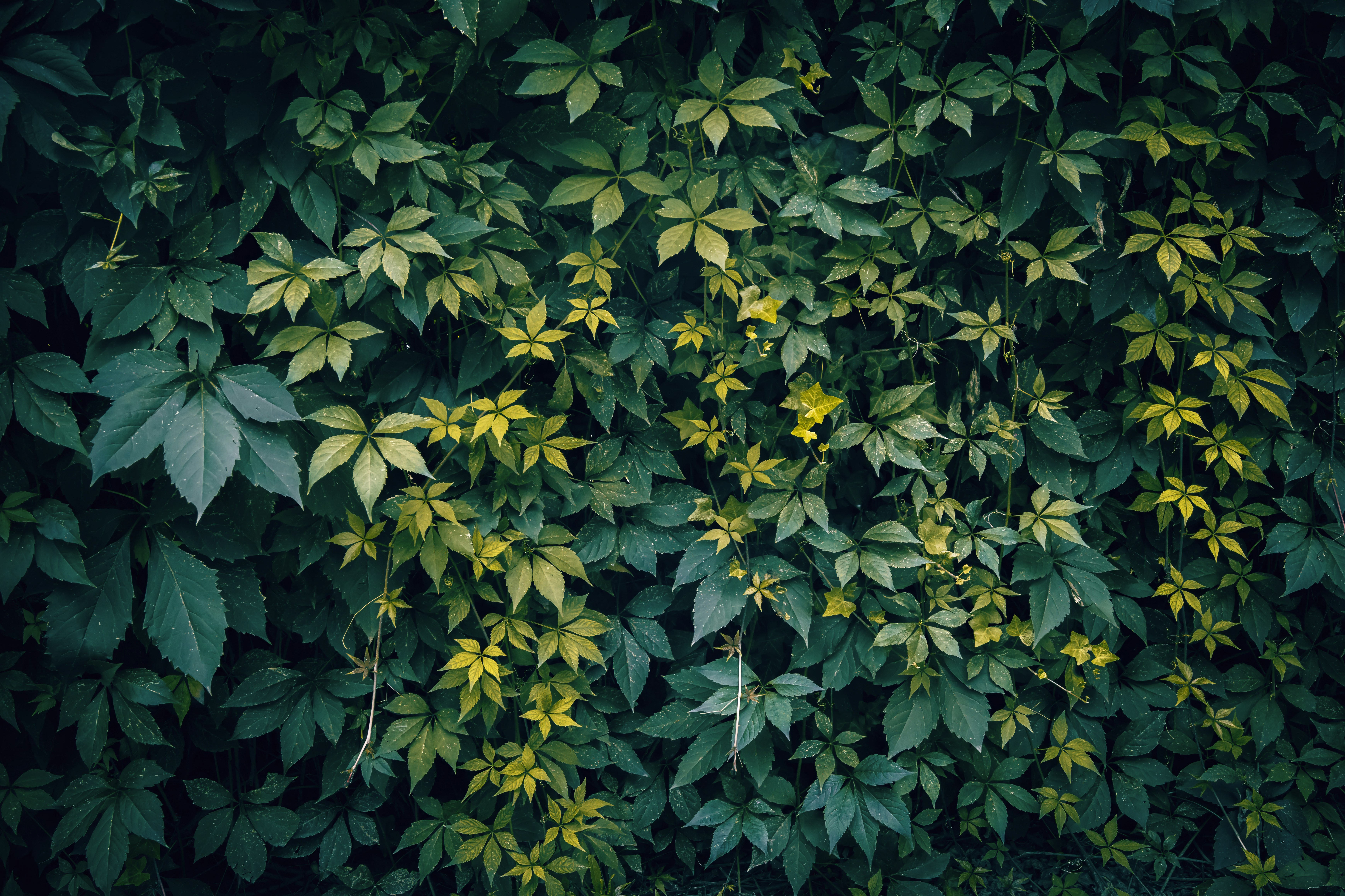 Emerald Tangle: Coastal of Leaves