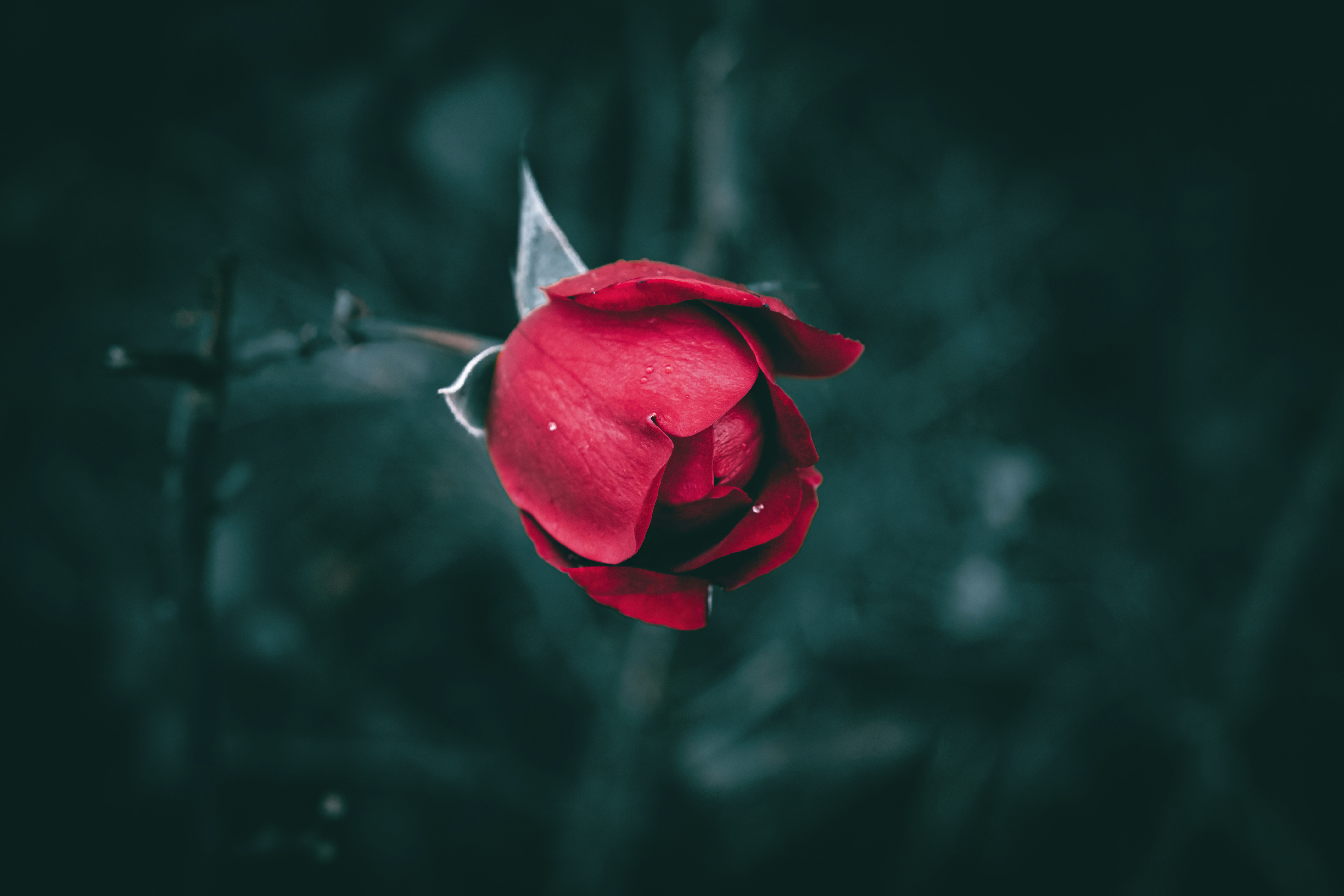 Crimson Bud in a Velvet Backdrop