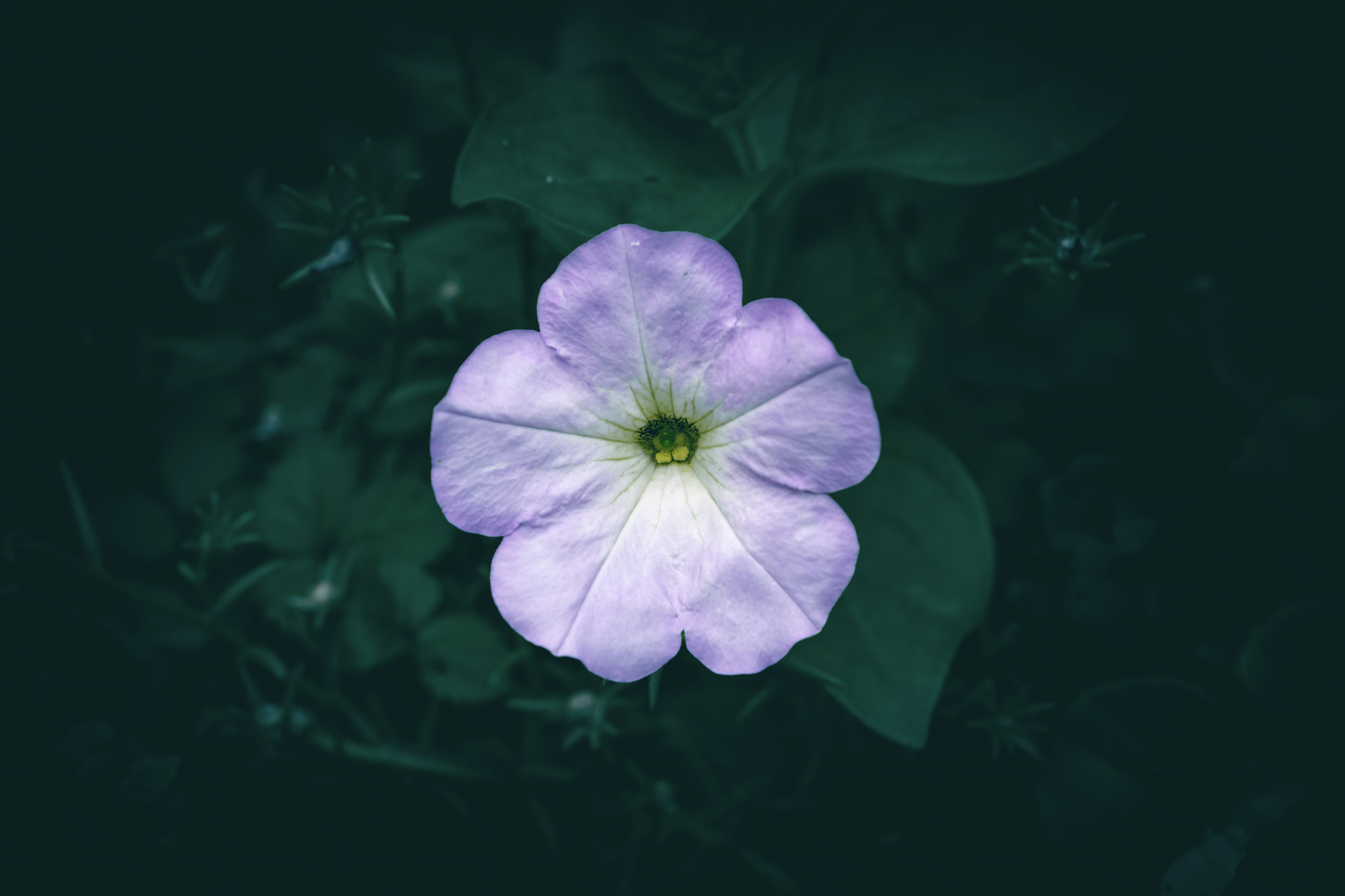 Gentle Lavender Blossom at the Centerfold