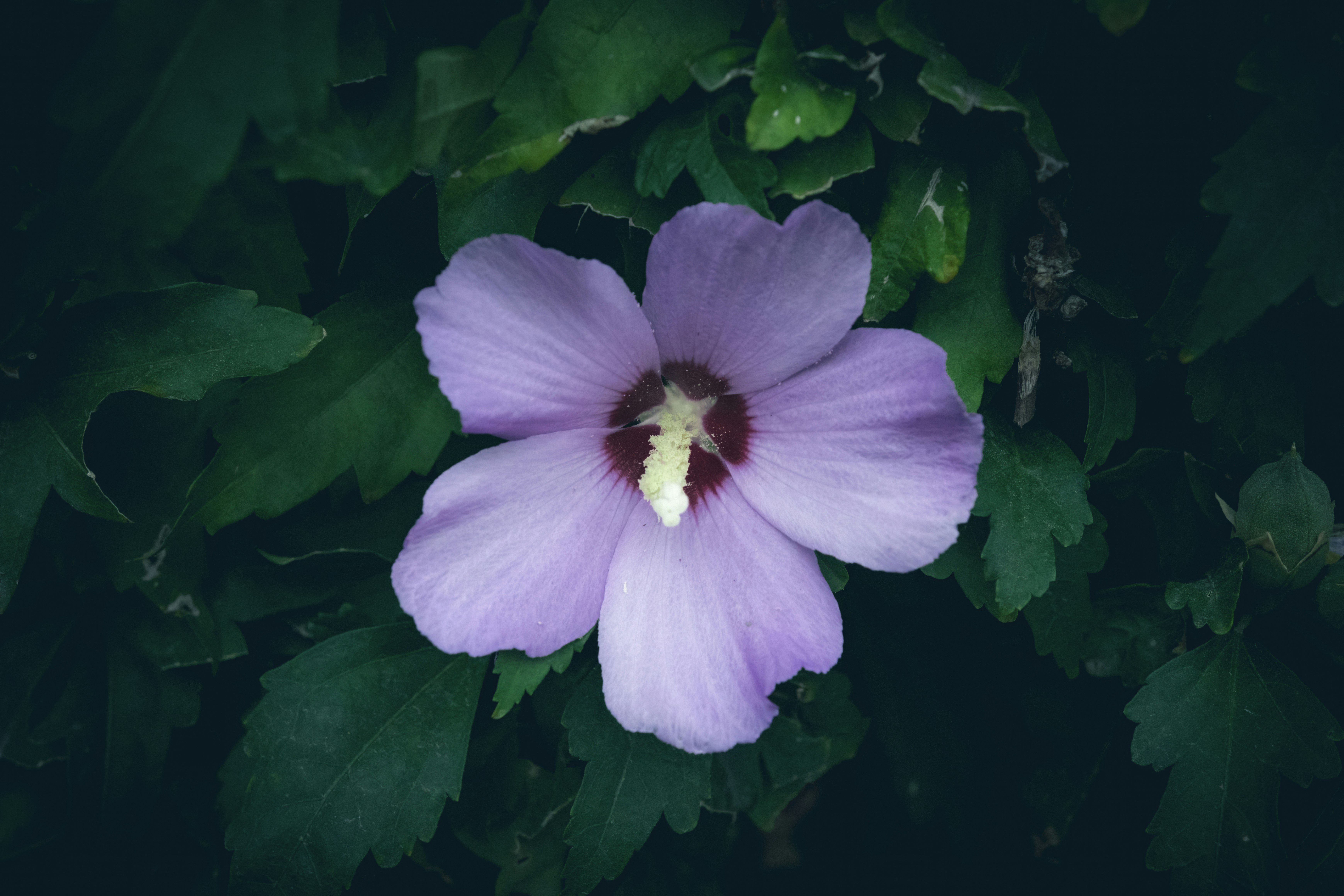 Lavender Bloom in Dim Light: Hibiscus Centerstage