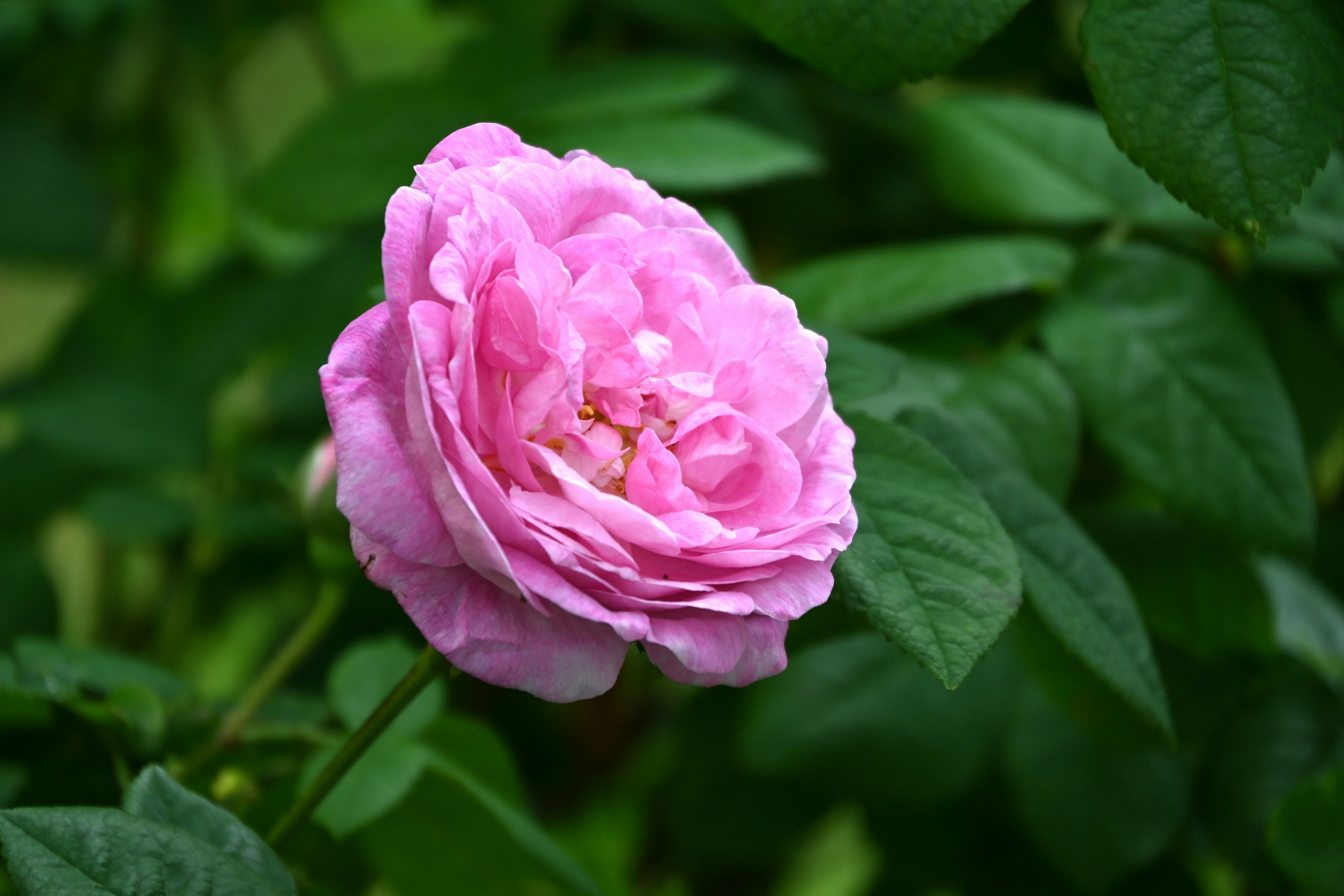 Pink Rosa in a Quiet Green Nest