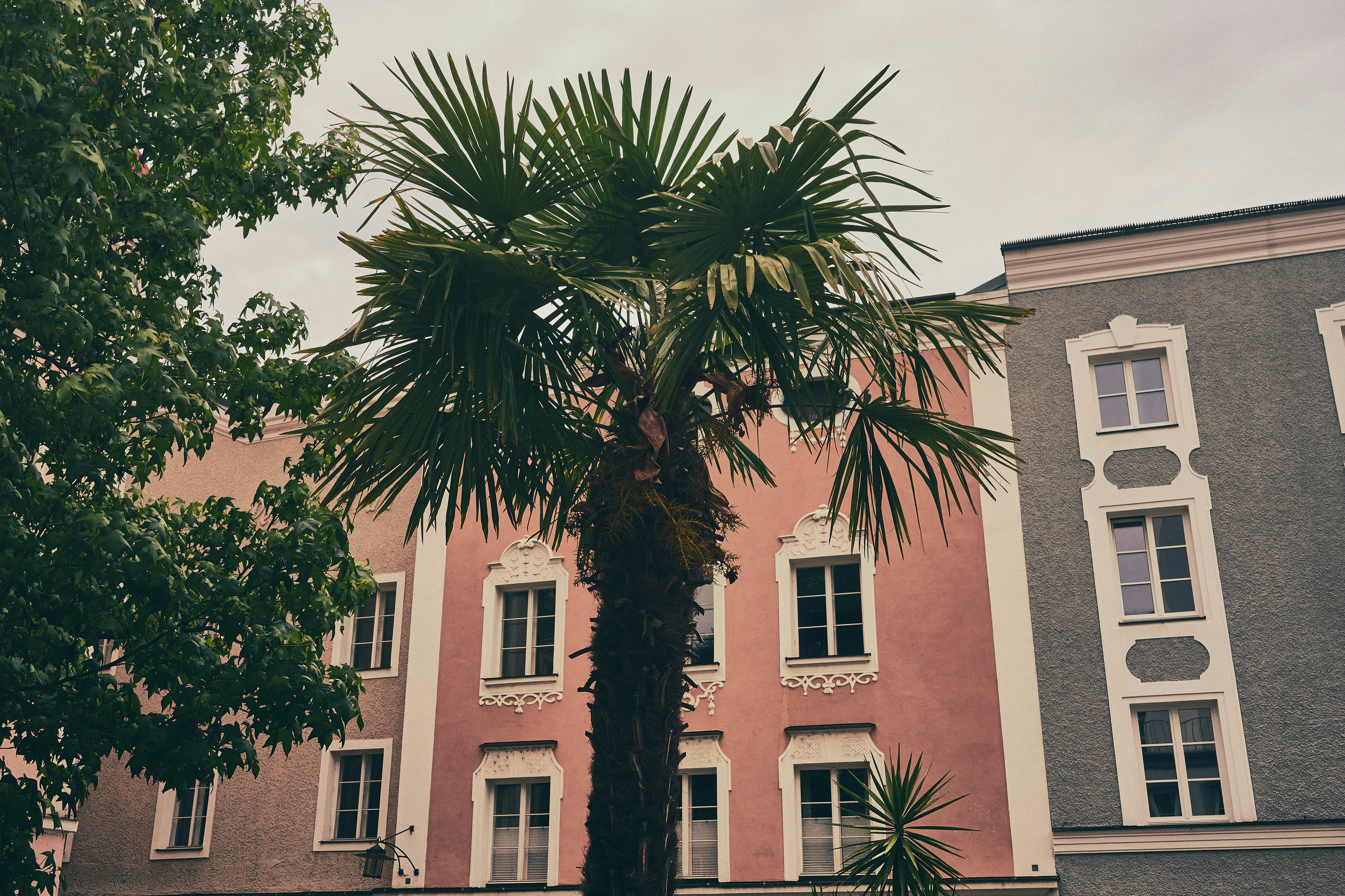 Palm Silhouette Against a Pastel-Facade Cityscape