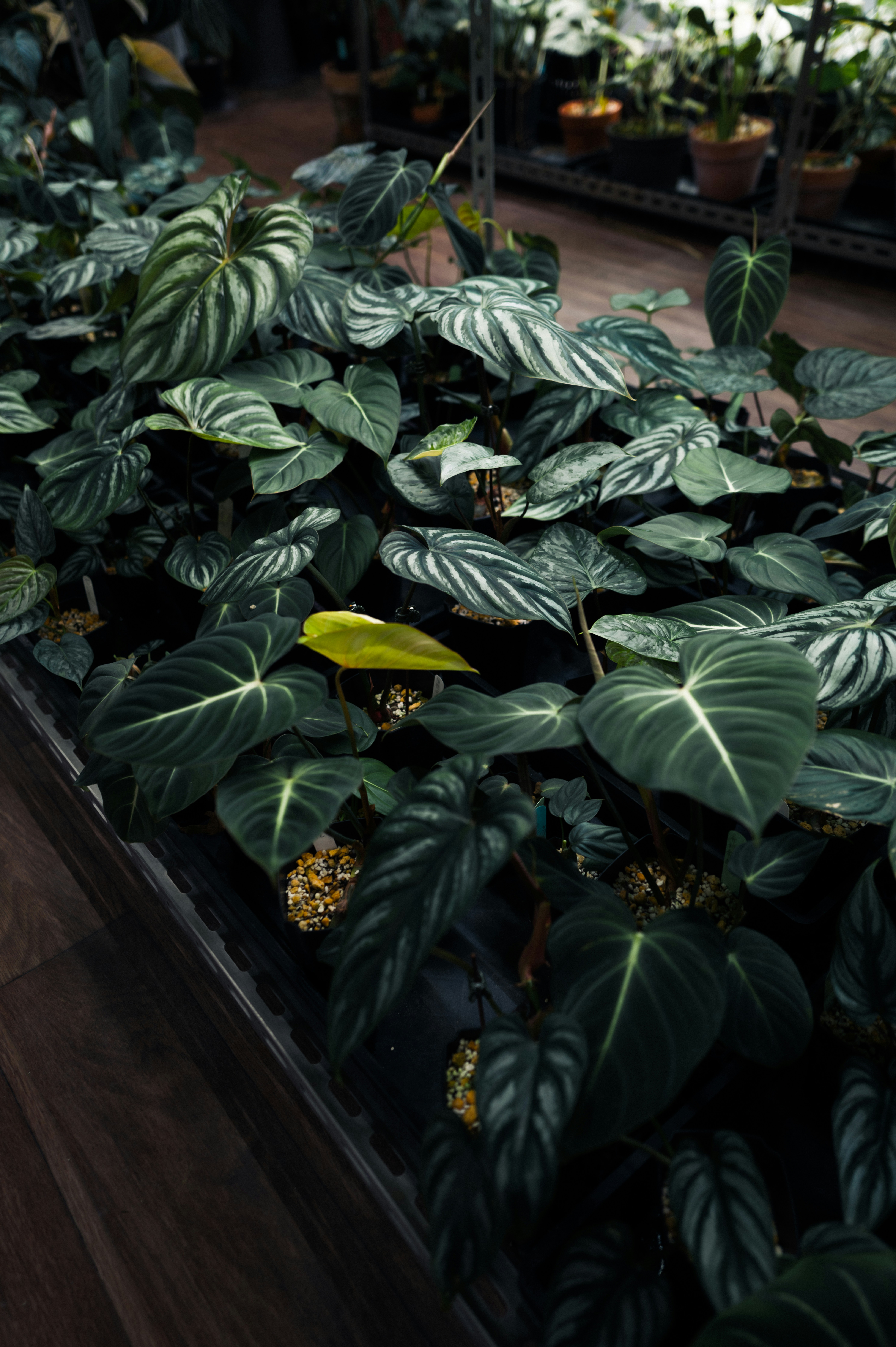 Lush green plants with prominent veins, one yellow leaf.