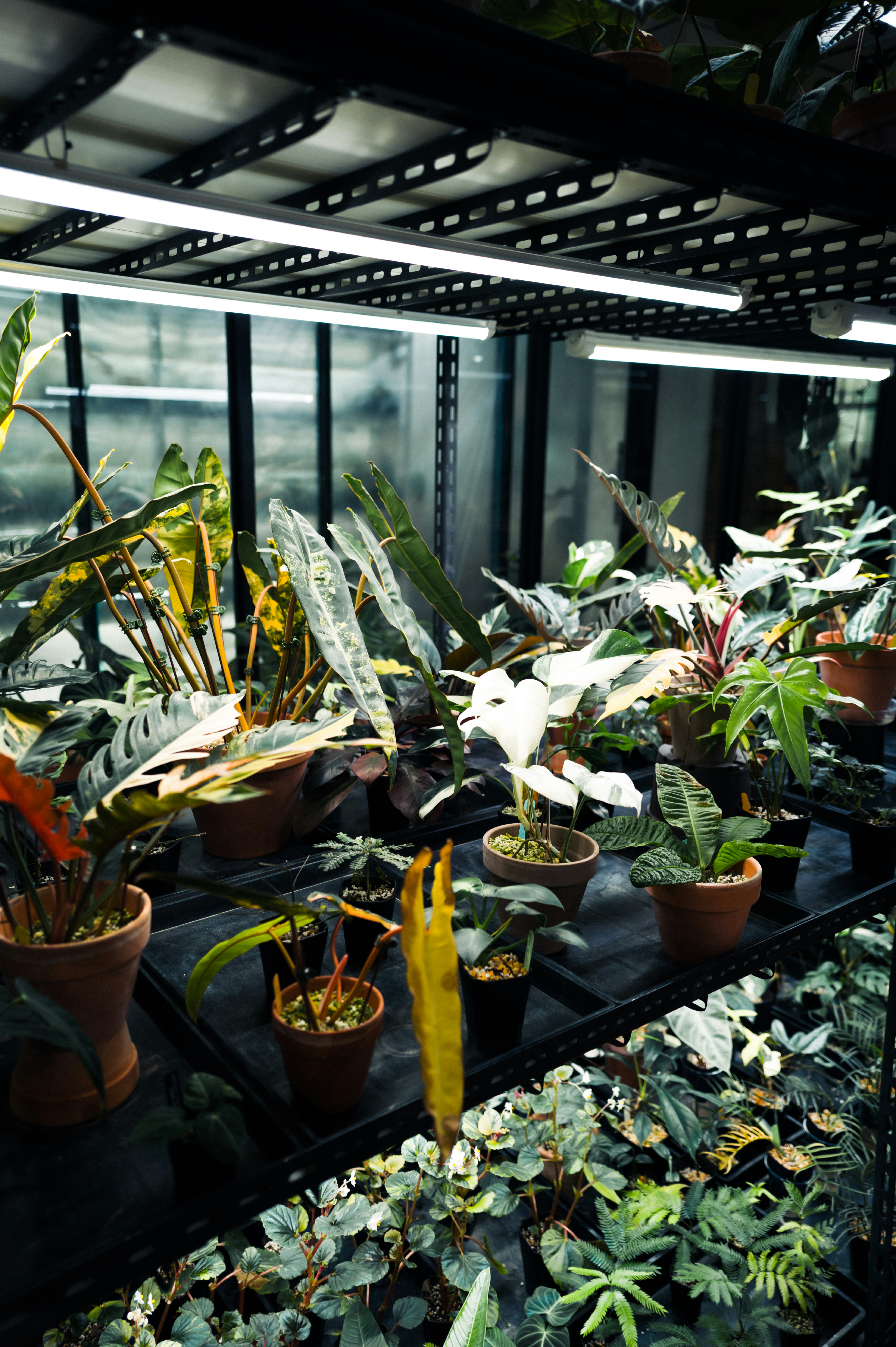 Various potted plants thrive under fluorescent lights on shelves.