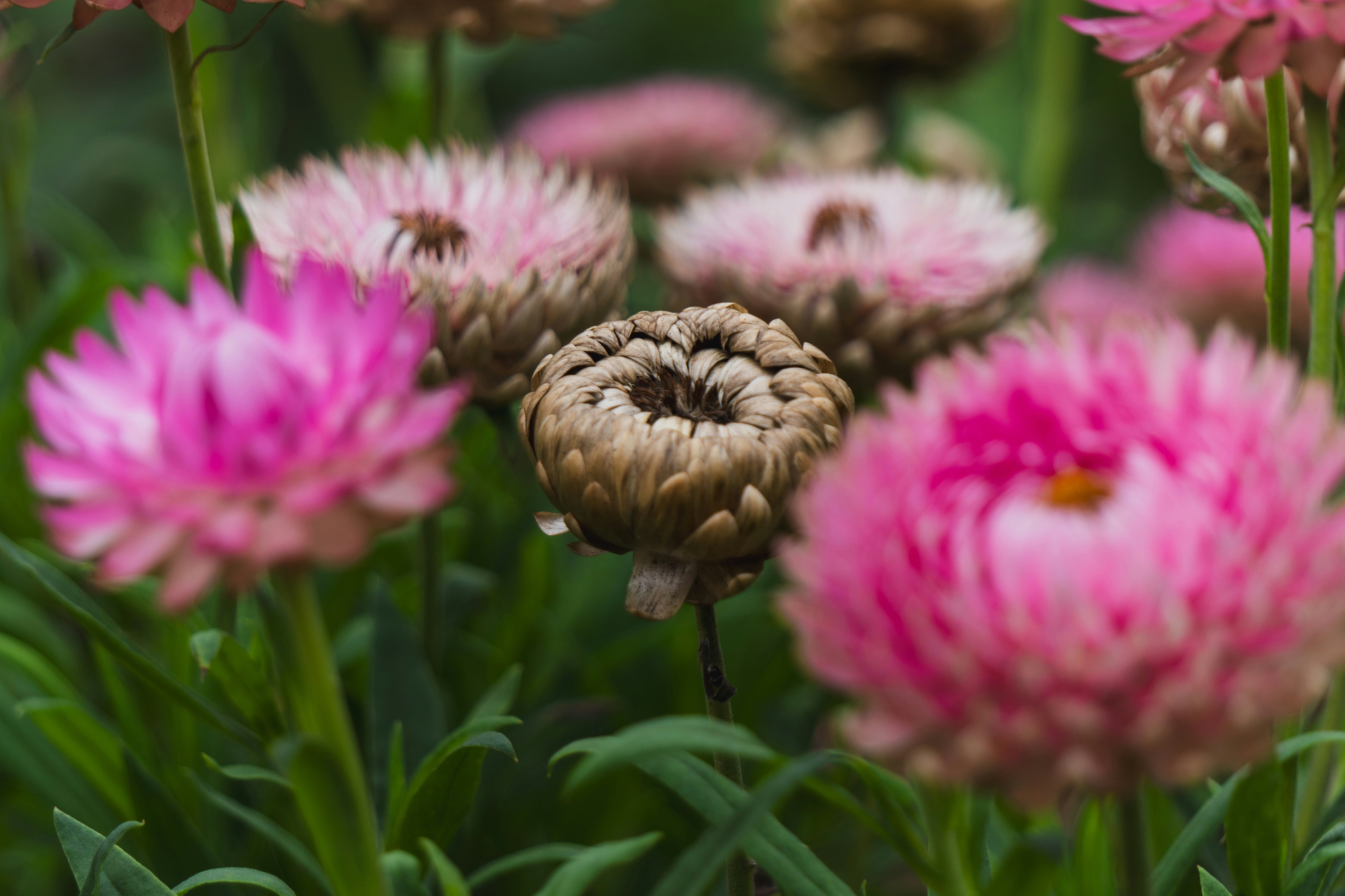Blooming Center: A Close Chorus of Pink Proteas Uniformly Framed