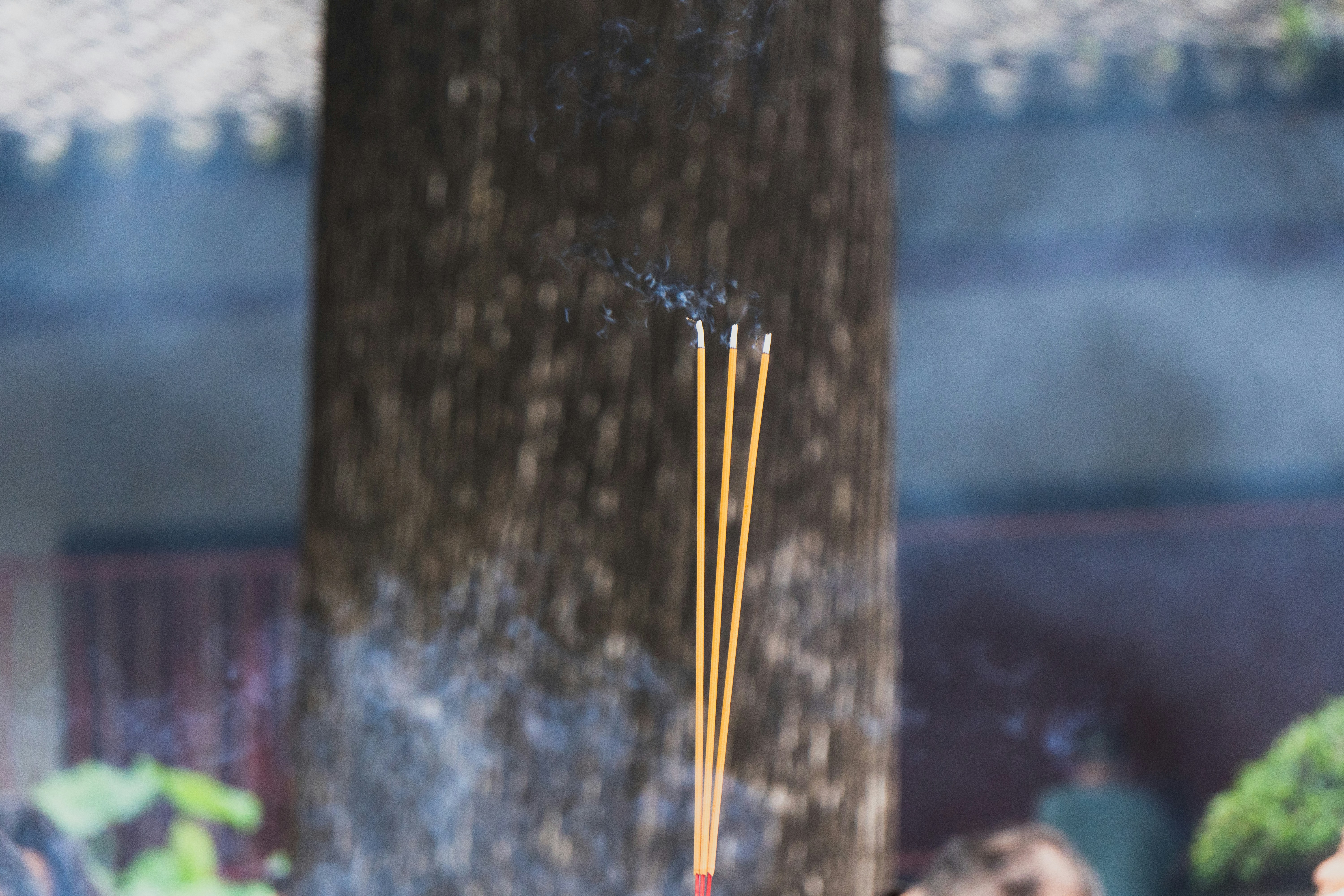 Prayers woven in smoke: Three incense sticks burn before an ancient tree in a Chinese temple.