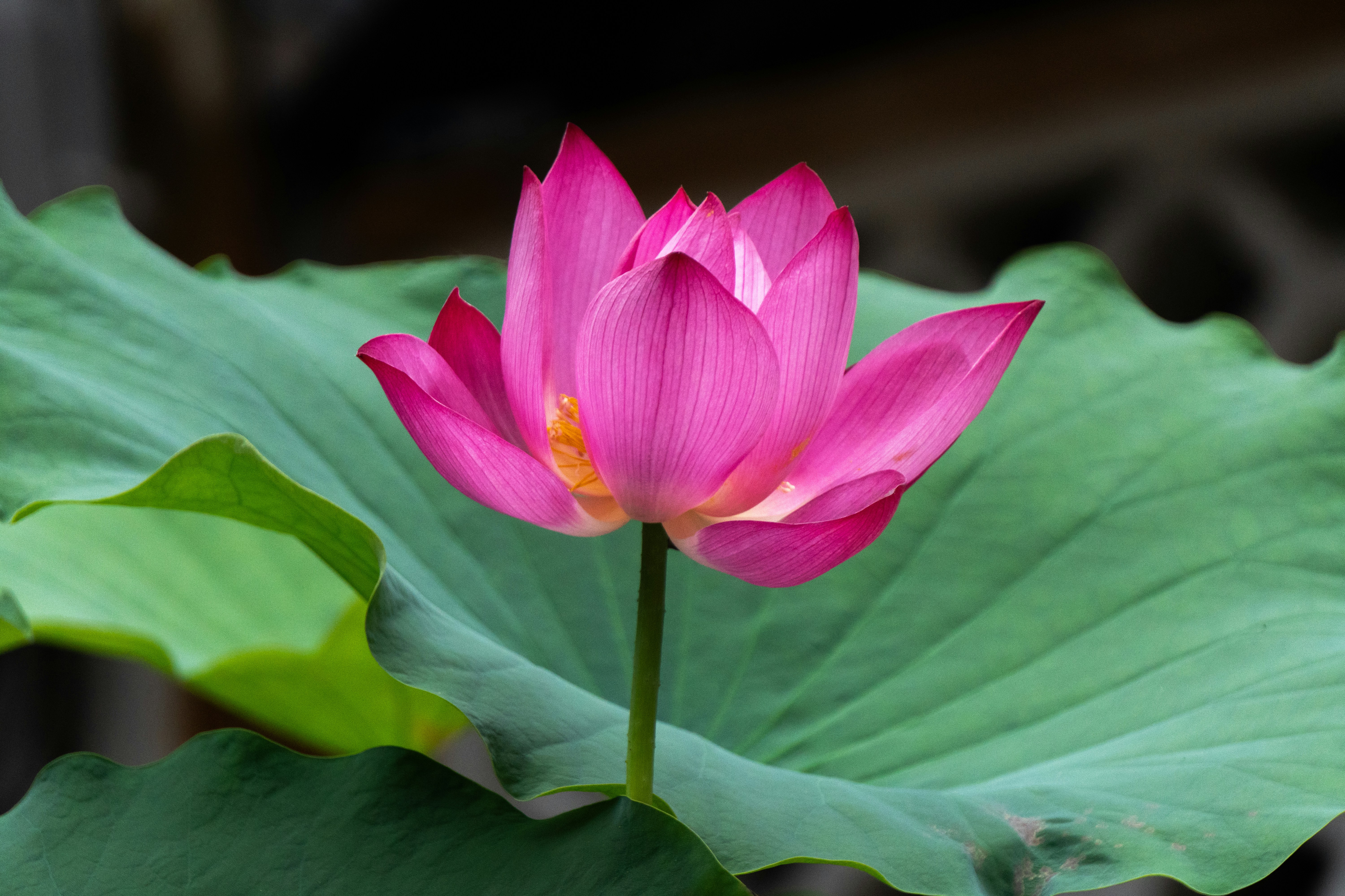 Pink Lotus in Quiet Pond