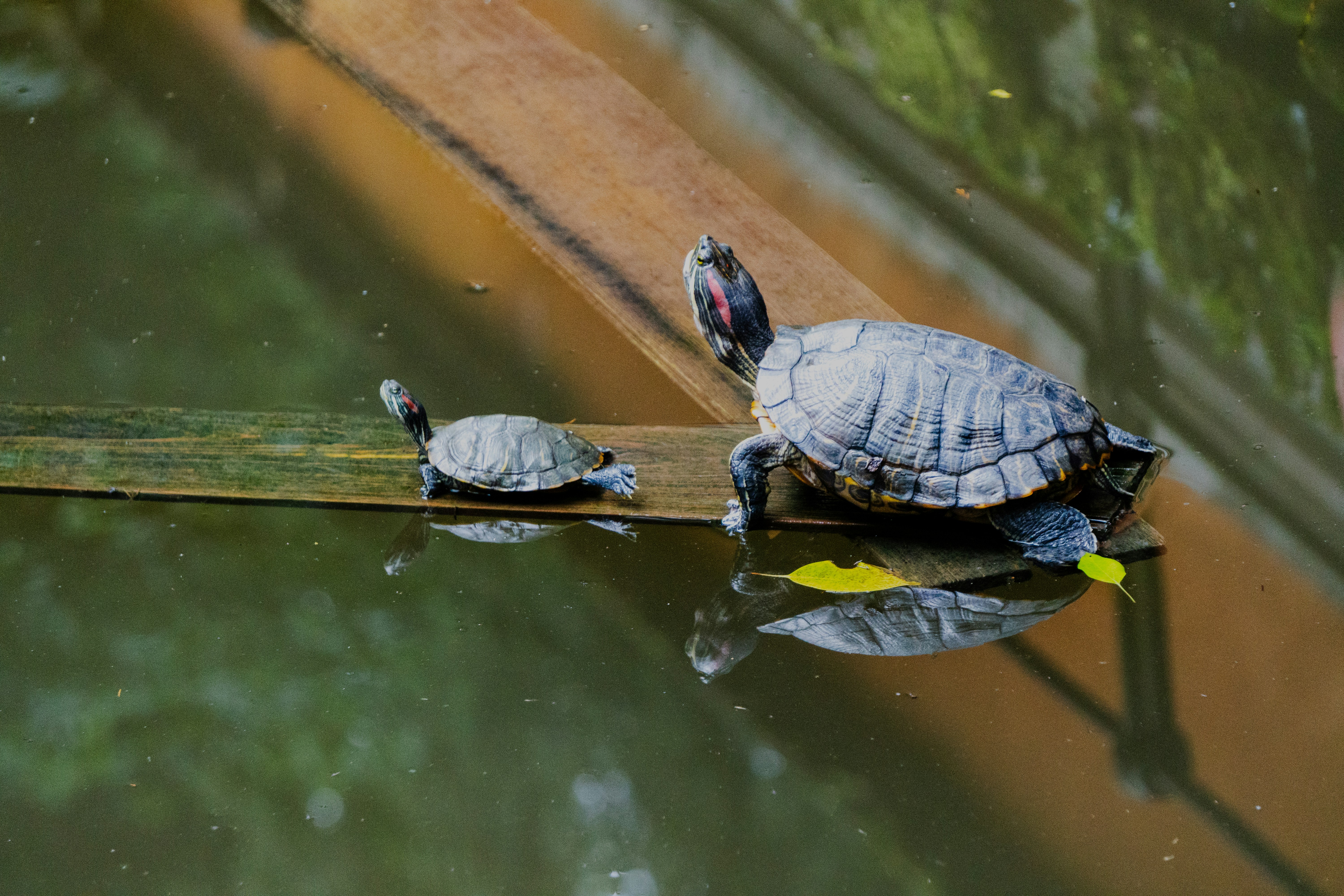 Tortoise and Hatchling on a Wooden Rail: Reflections in Quiet Water