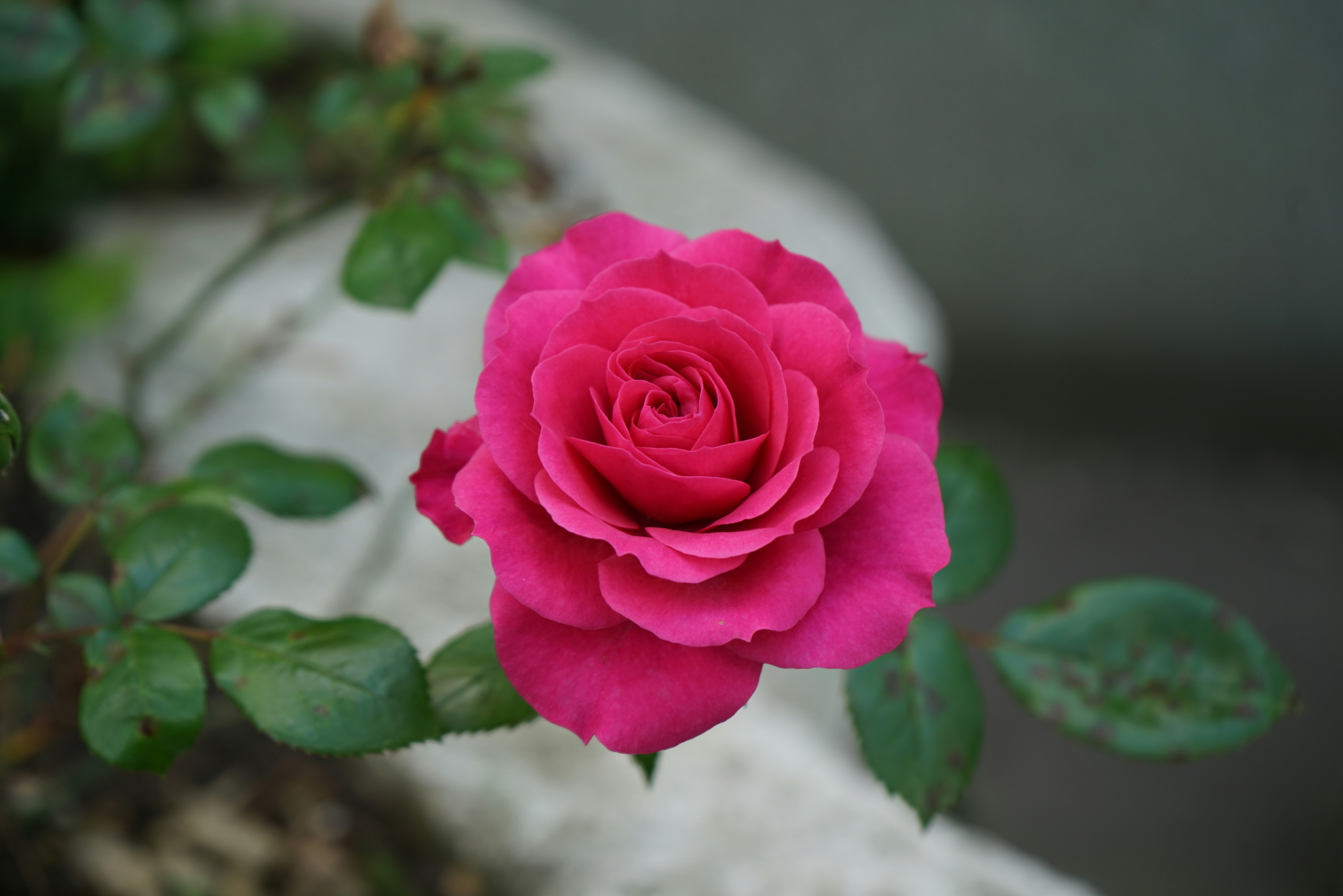 Center Bloom: a vivid pink rose anchored by cool stone and soft greenery