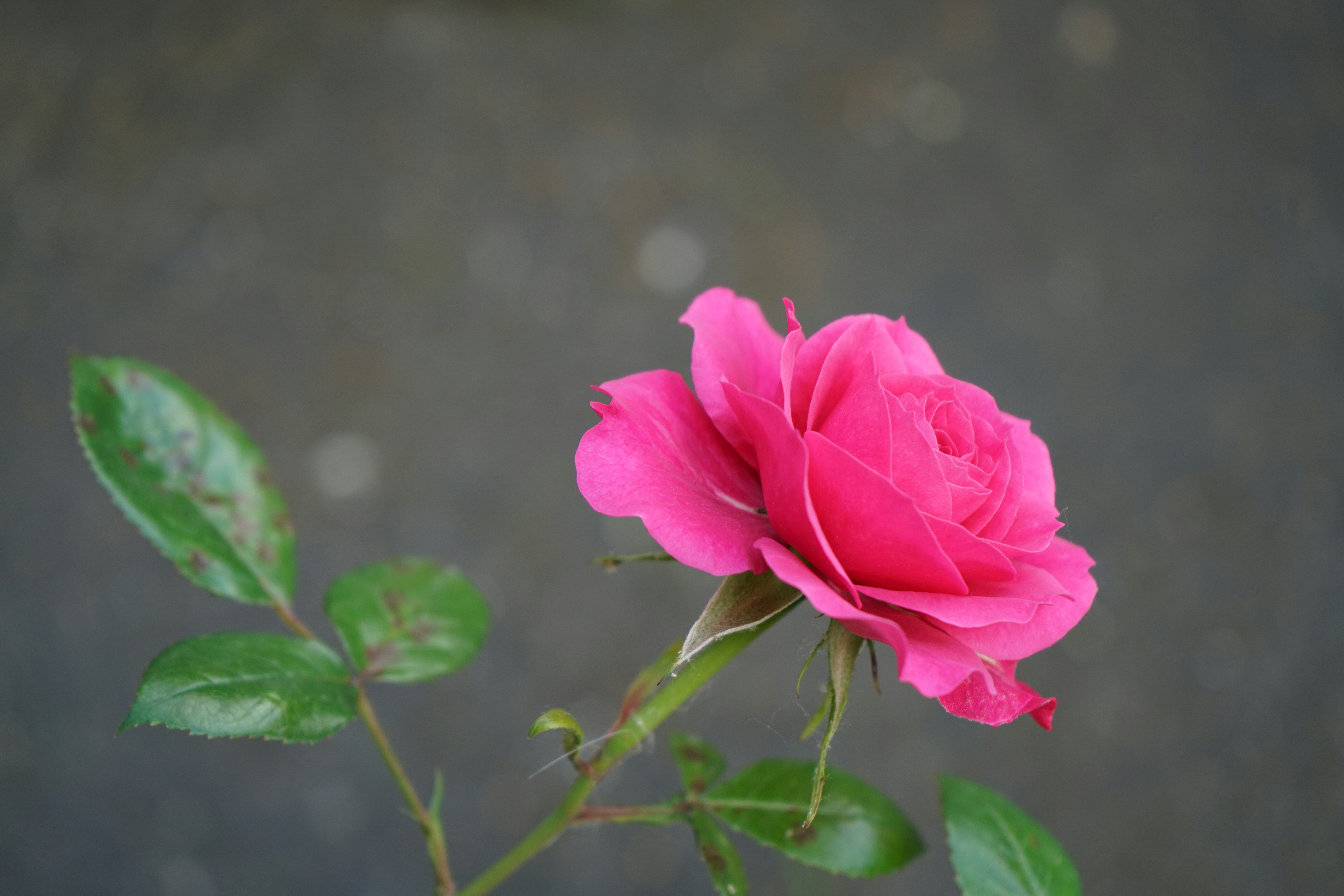 Pink Rose in Focus: A Close-Up of Blooming Detail