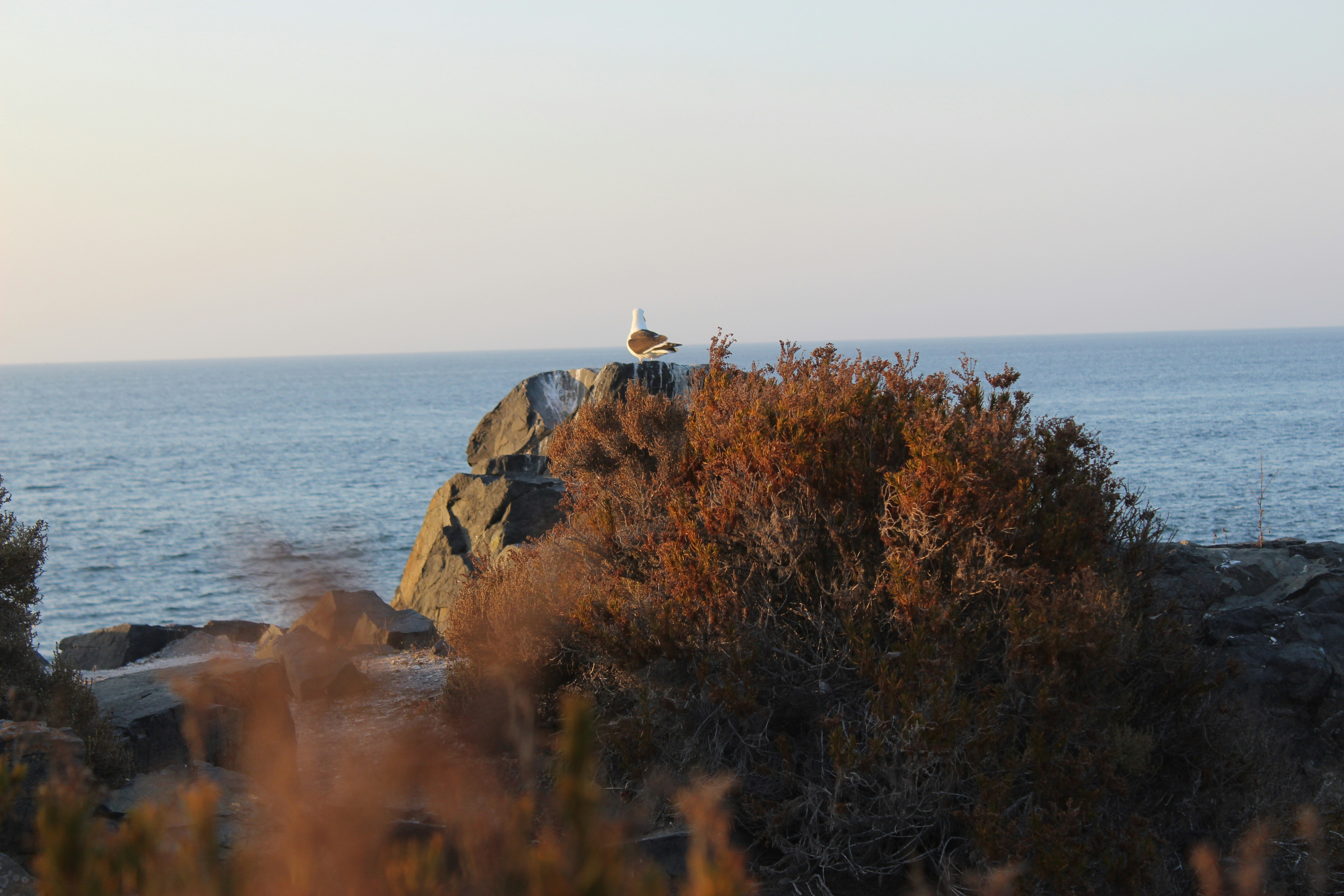 Seabird Perched Above the Surf, Framed by Coastal Scrub