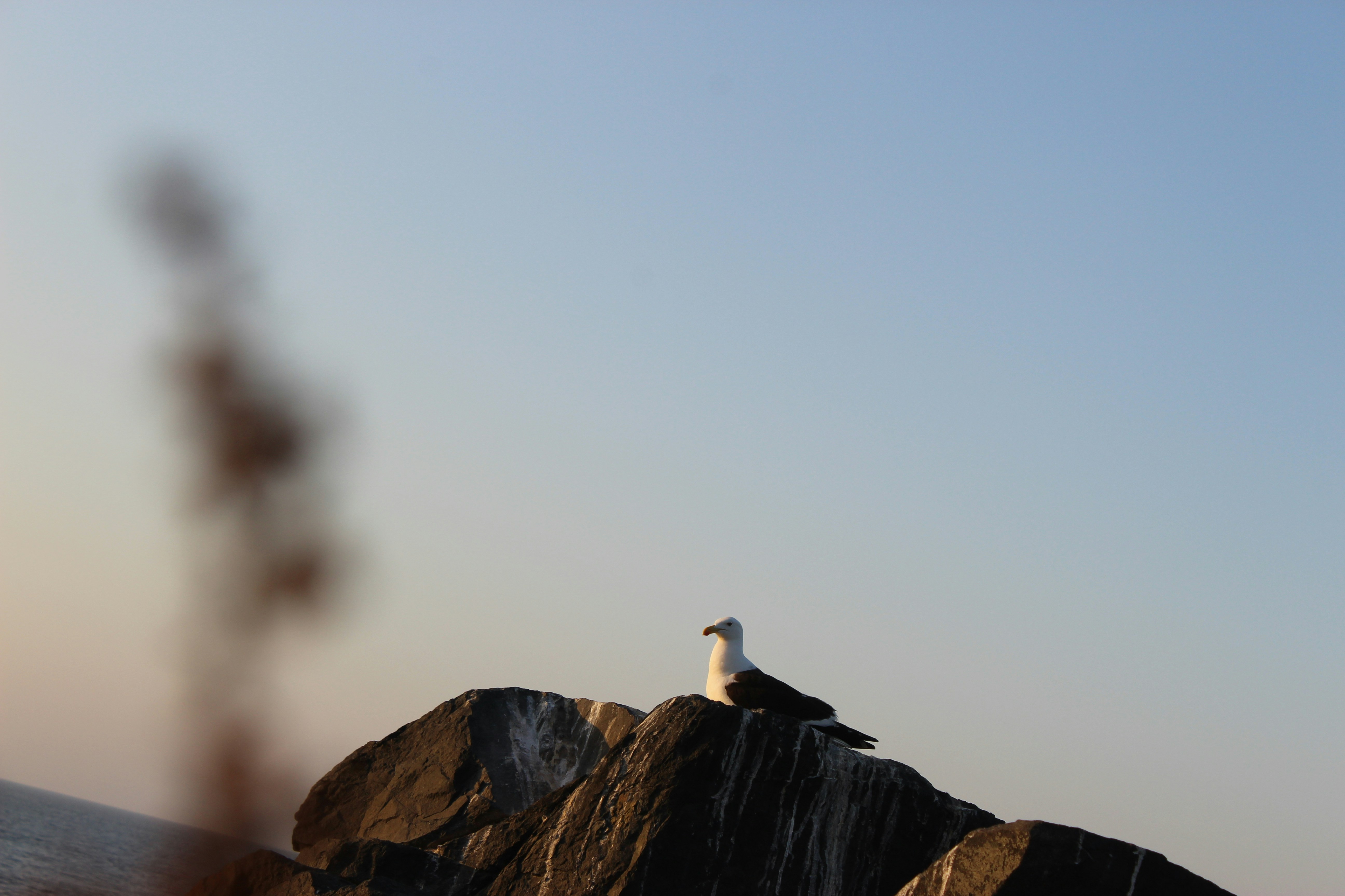 Seabird Sentinel: Lone Gull Perched on Ocean Bluffs at Dusk