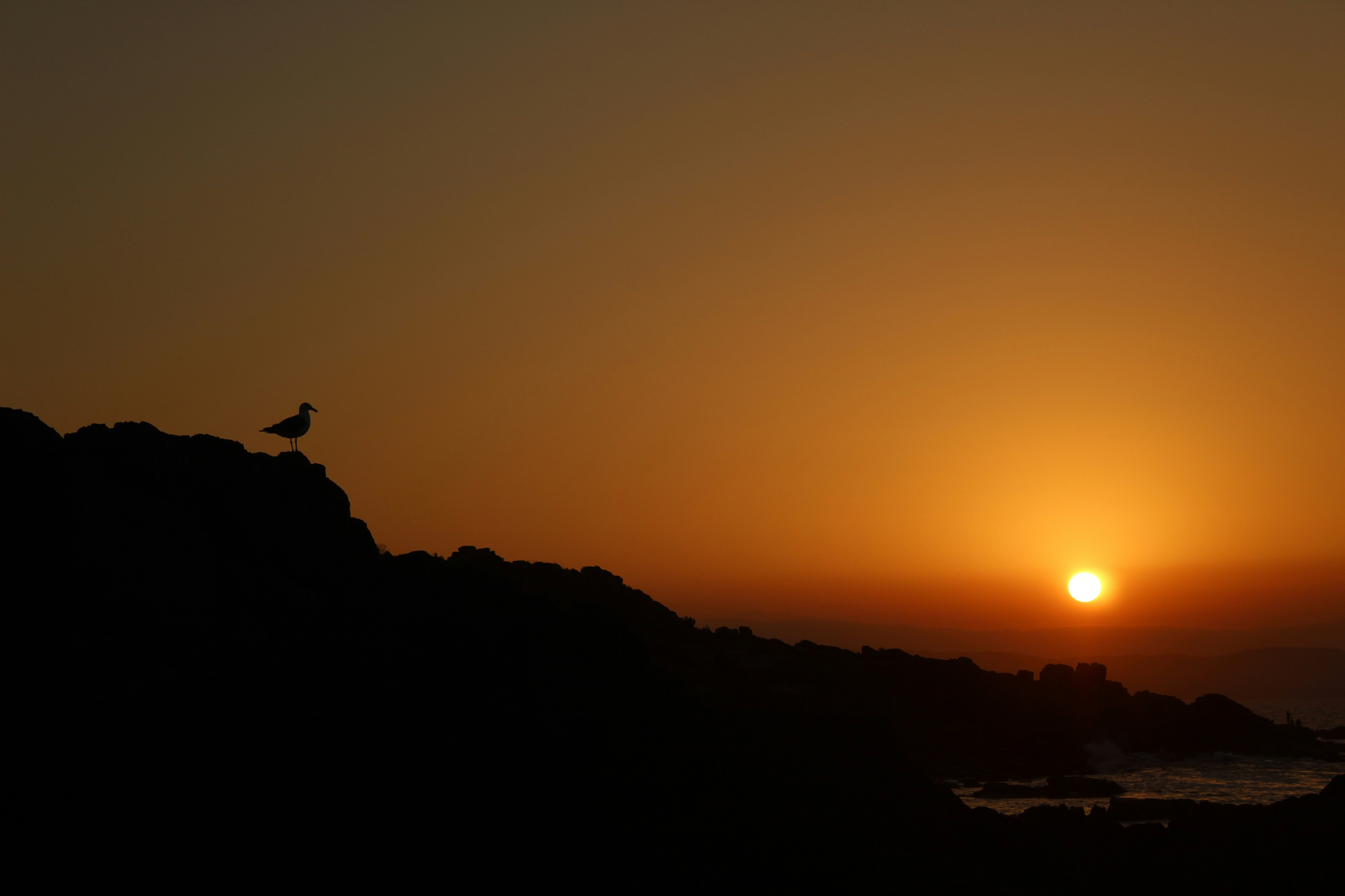 Sunlit Quiet: Edge of the Sea with a Lone Gannet