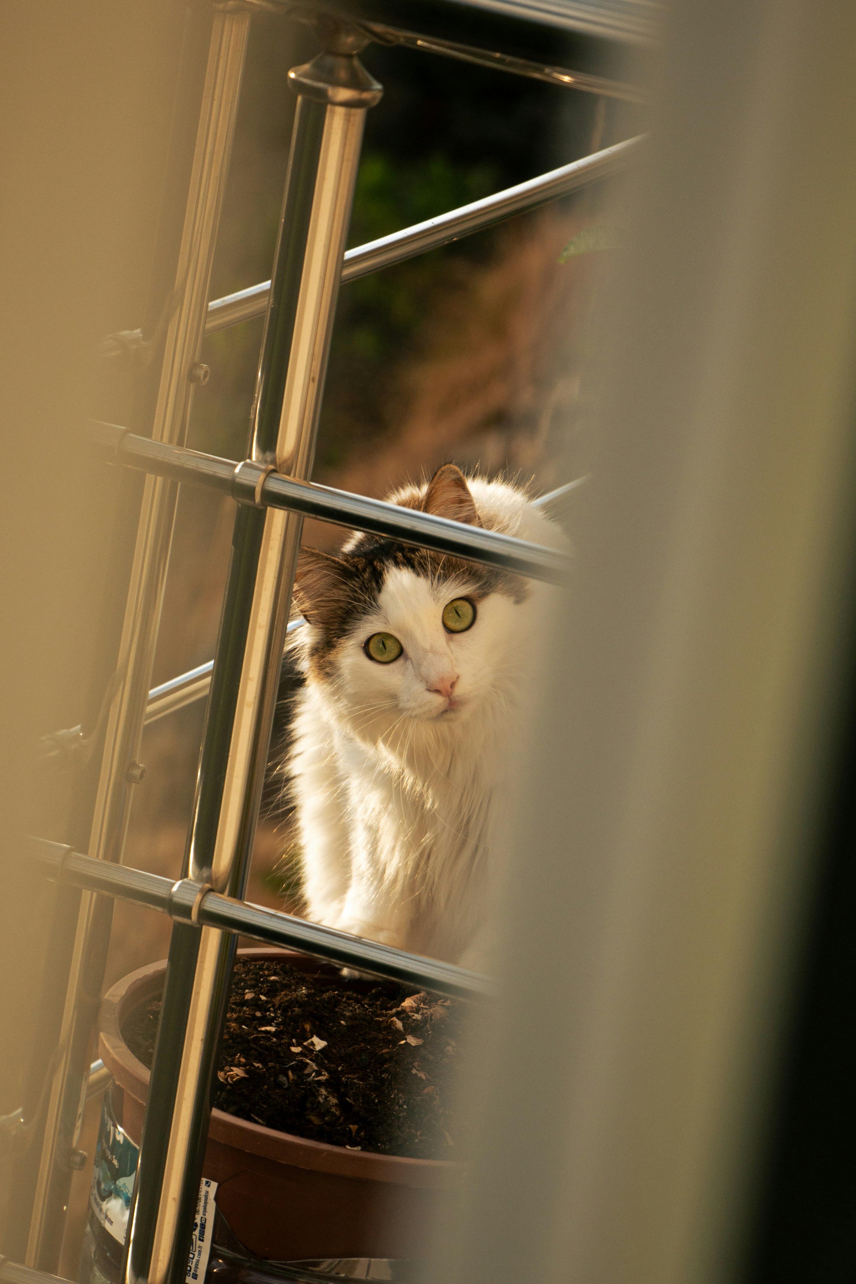 Curious Cat at the Window: Green Eyes Through the Metal Grilles