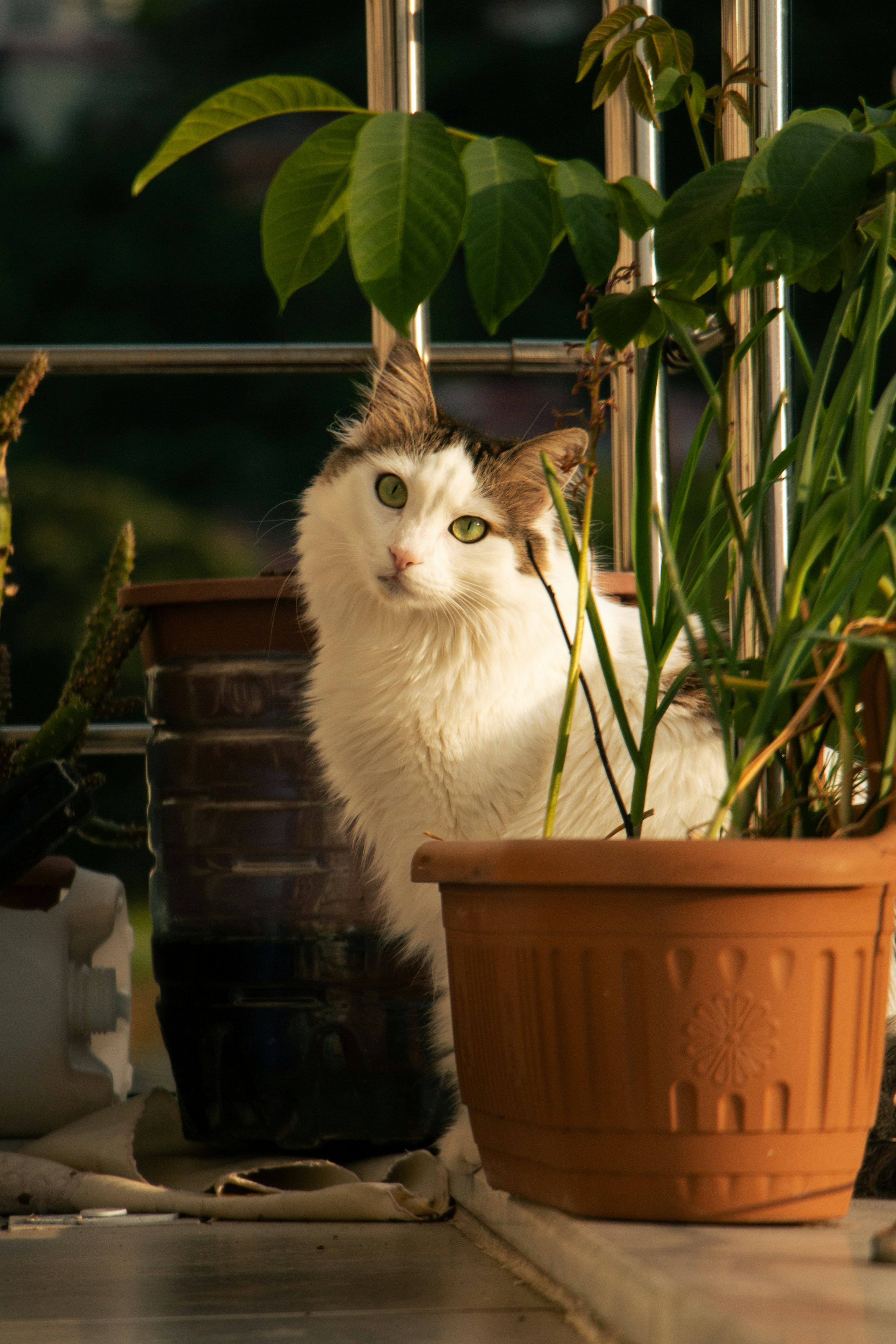 Sunlit Houseplant Watcher: A Curious Cat Among Pots