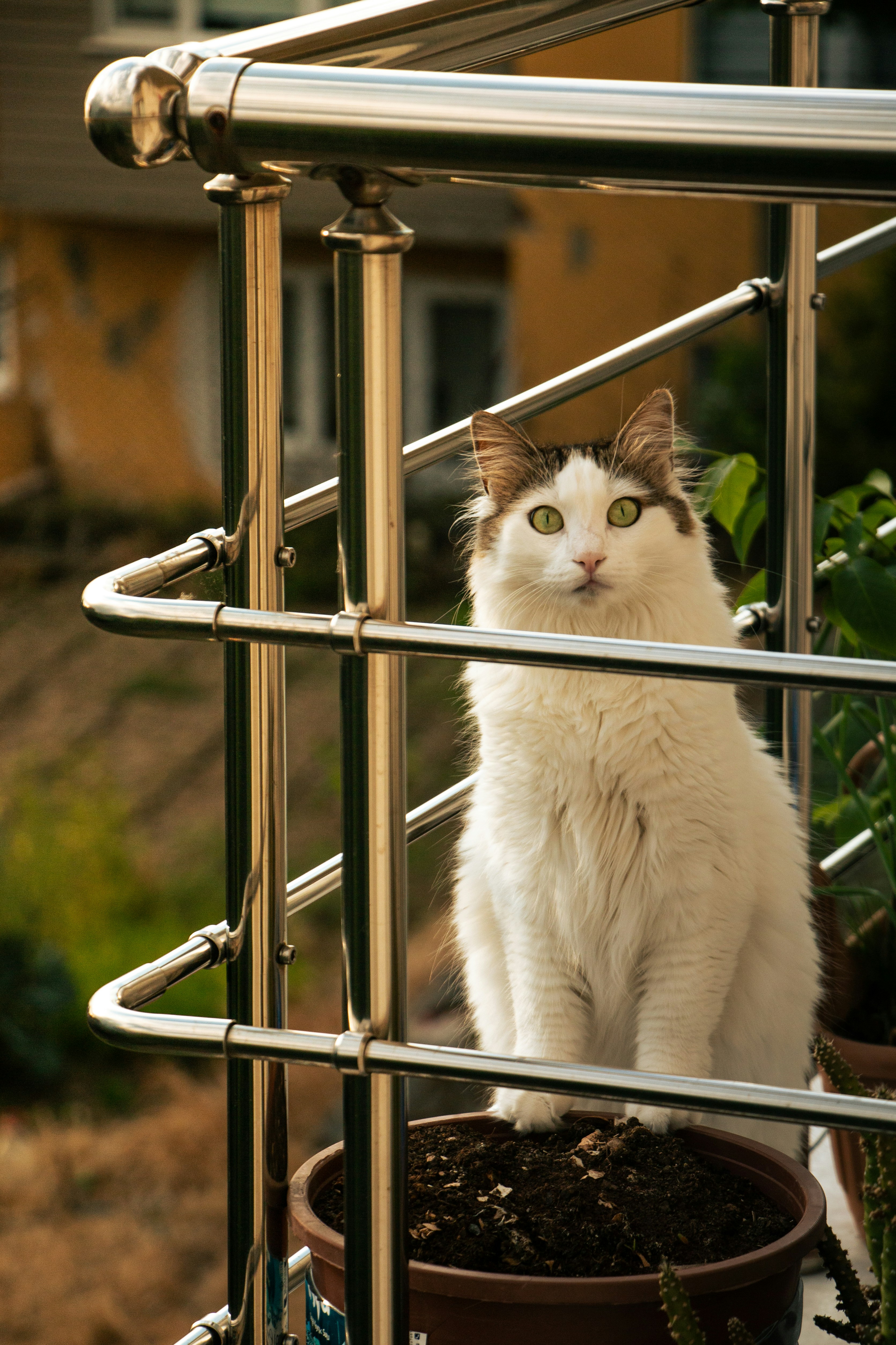 Green-eyed Observer: Cat Amid Stainless Rails