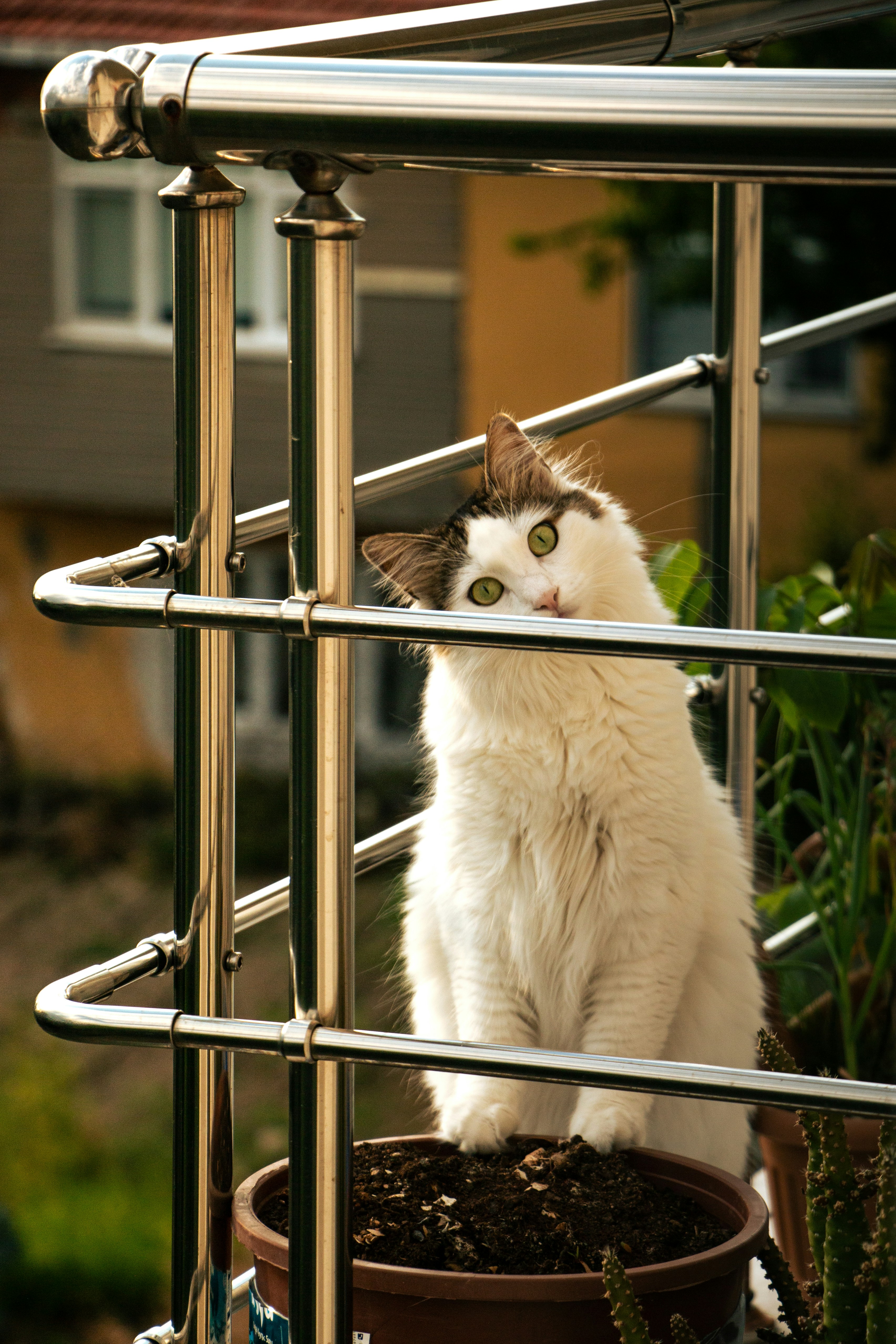 Curious Cat Between Chrome Bars