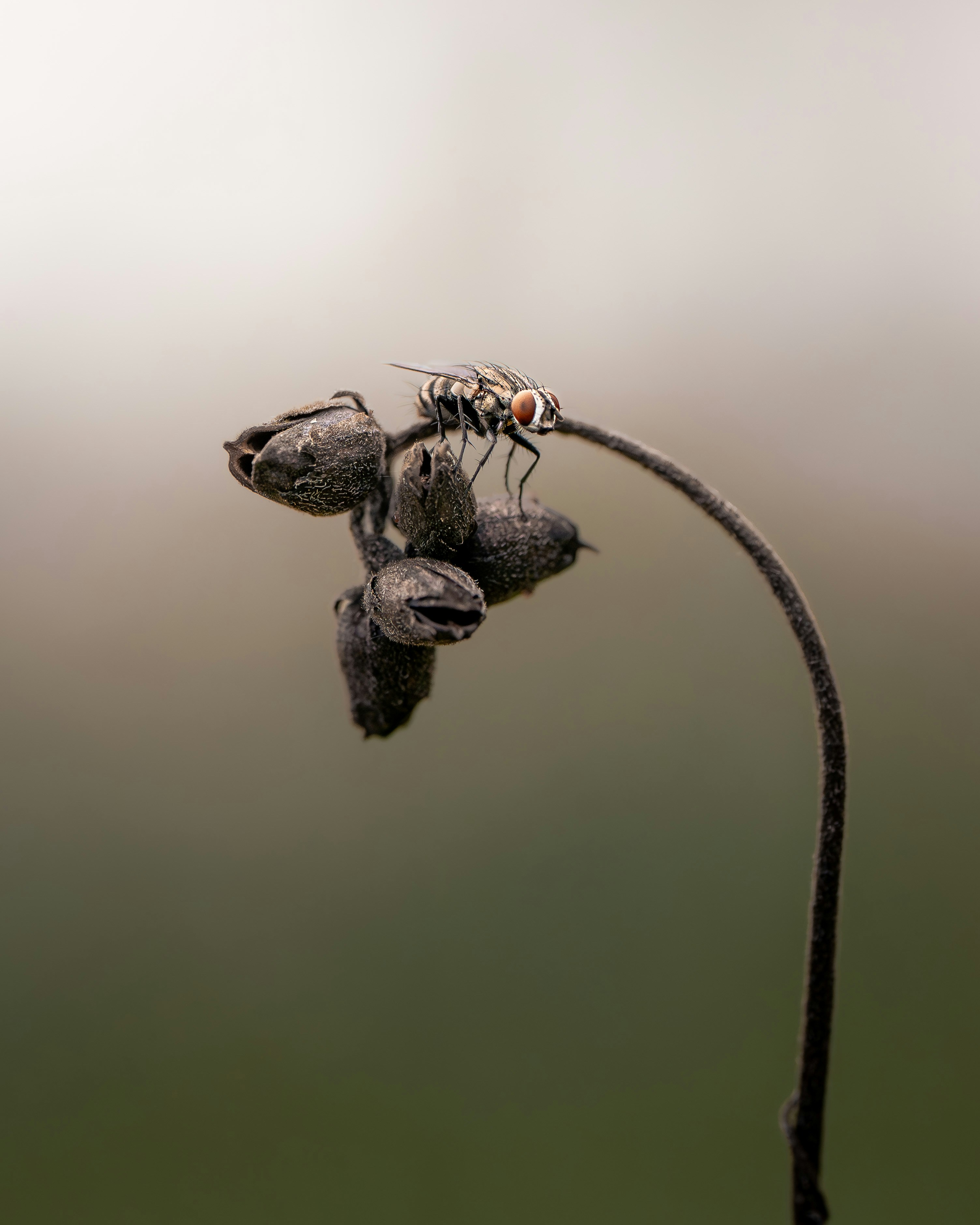 A small fly pauses on a dried seed head, balancing at the edge of a delicate curve.