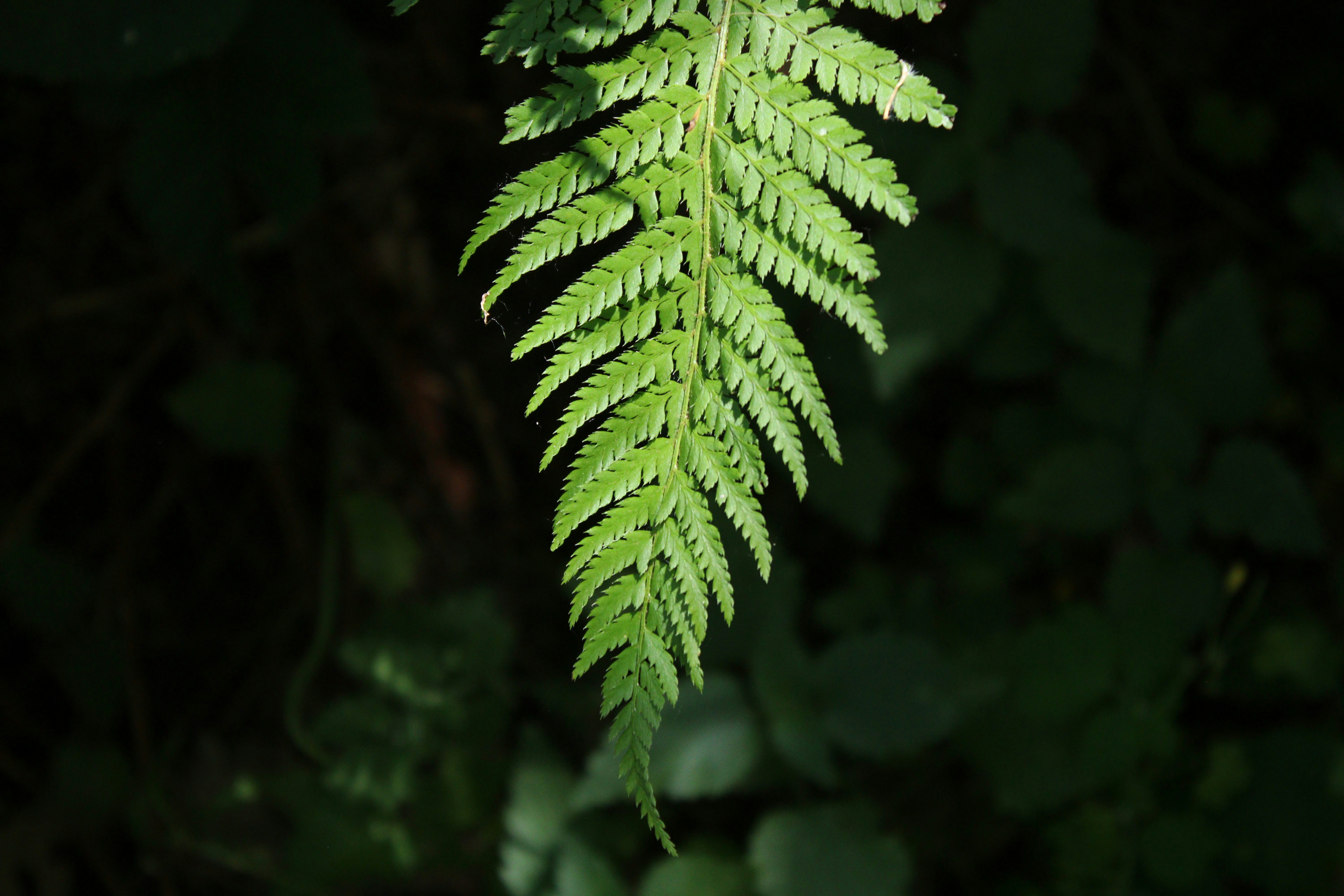 Emerald Silhouette: A Fern Frond Looming from the Shadows