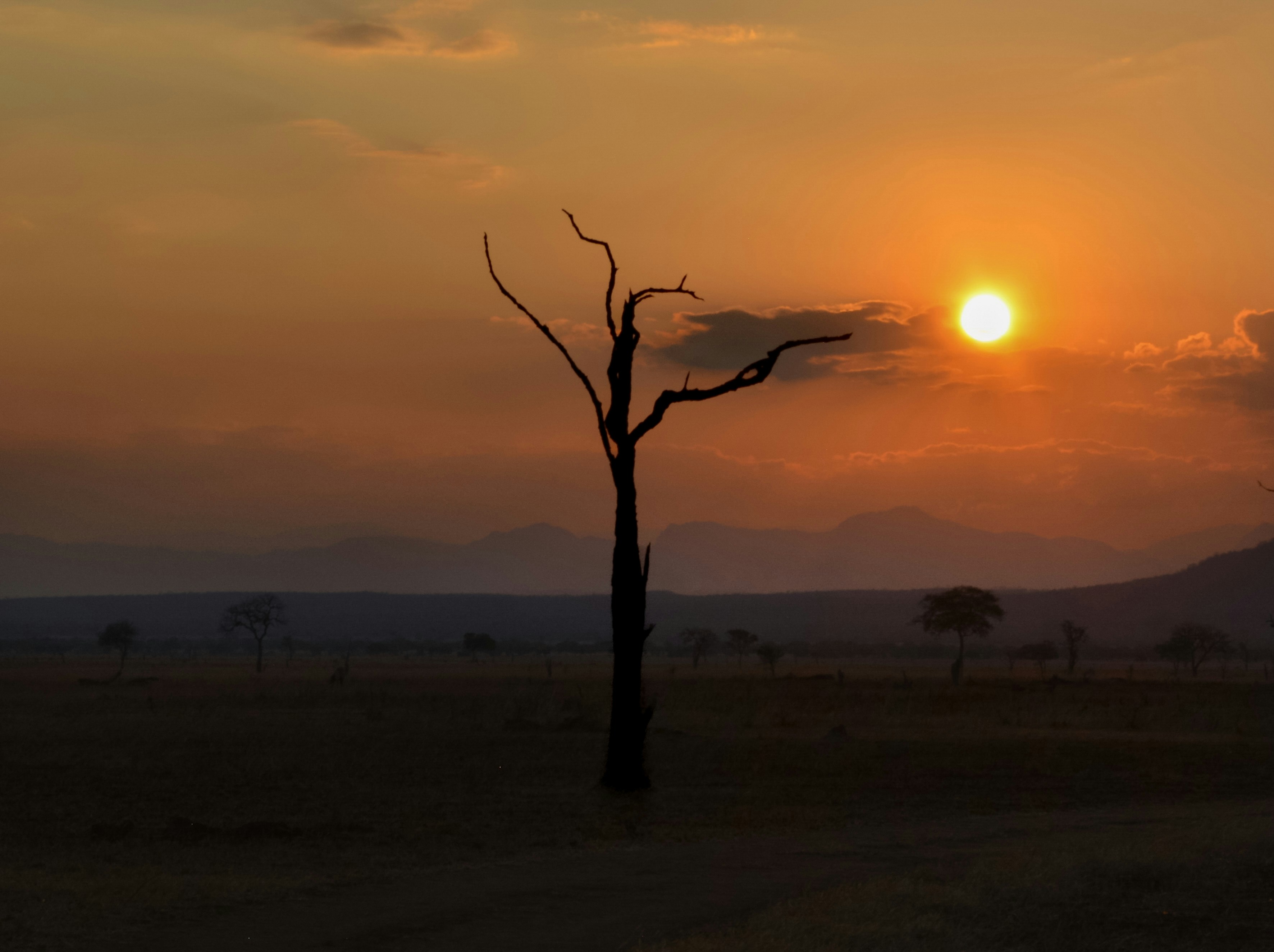 Desert Solitude: The Sun Framing a Withered Tree
