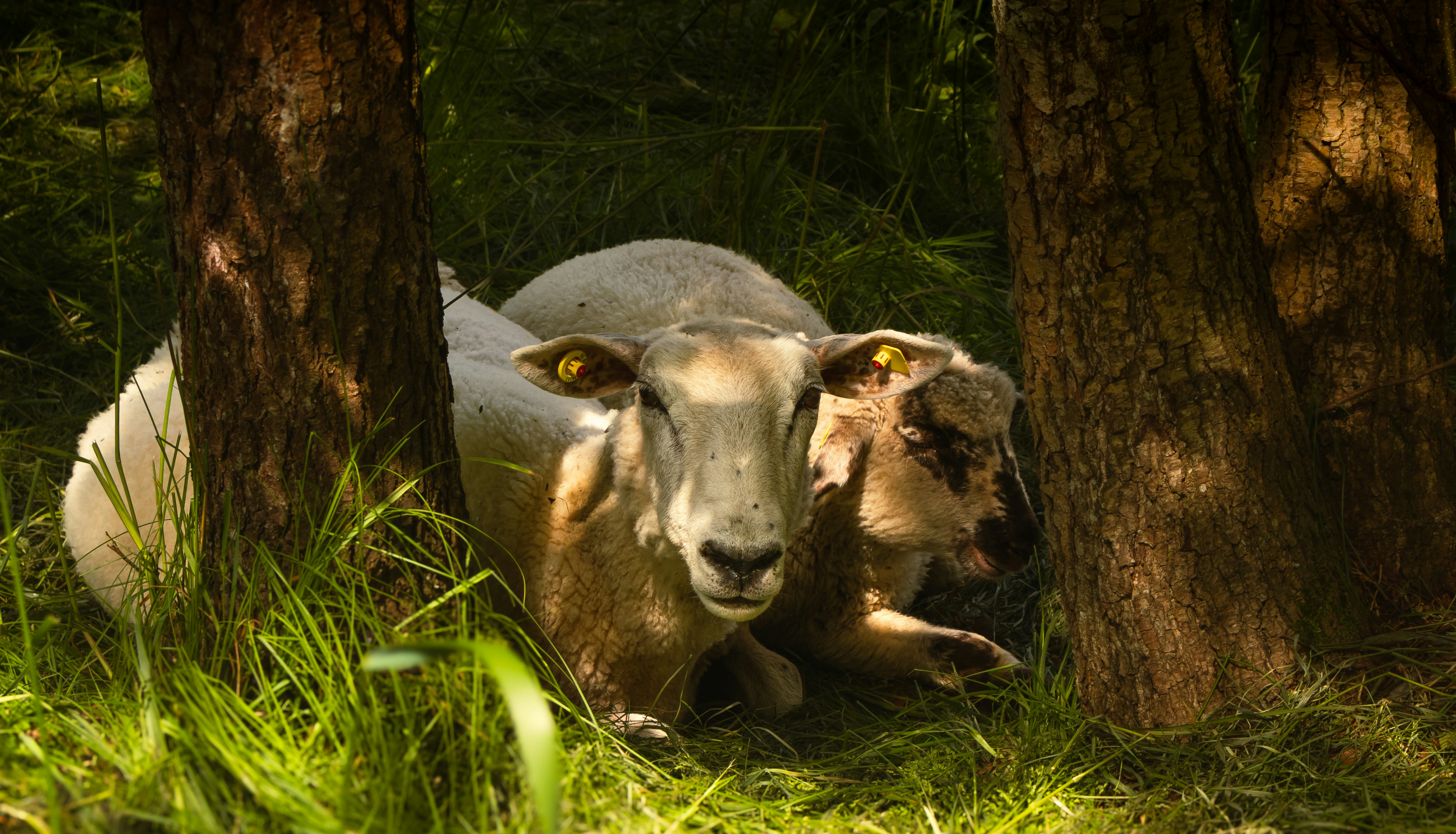 Cozy Guard at Dappled Shade