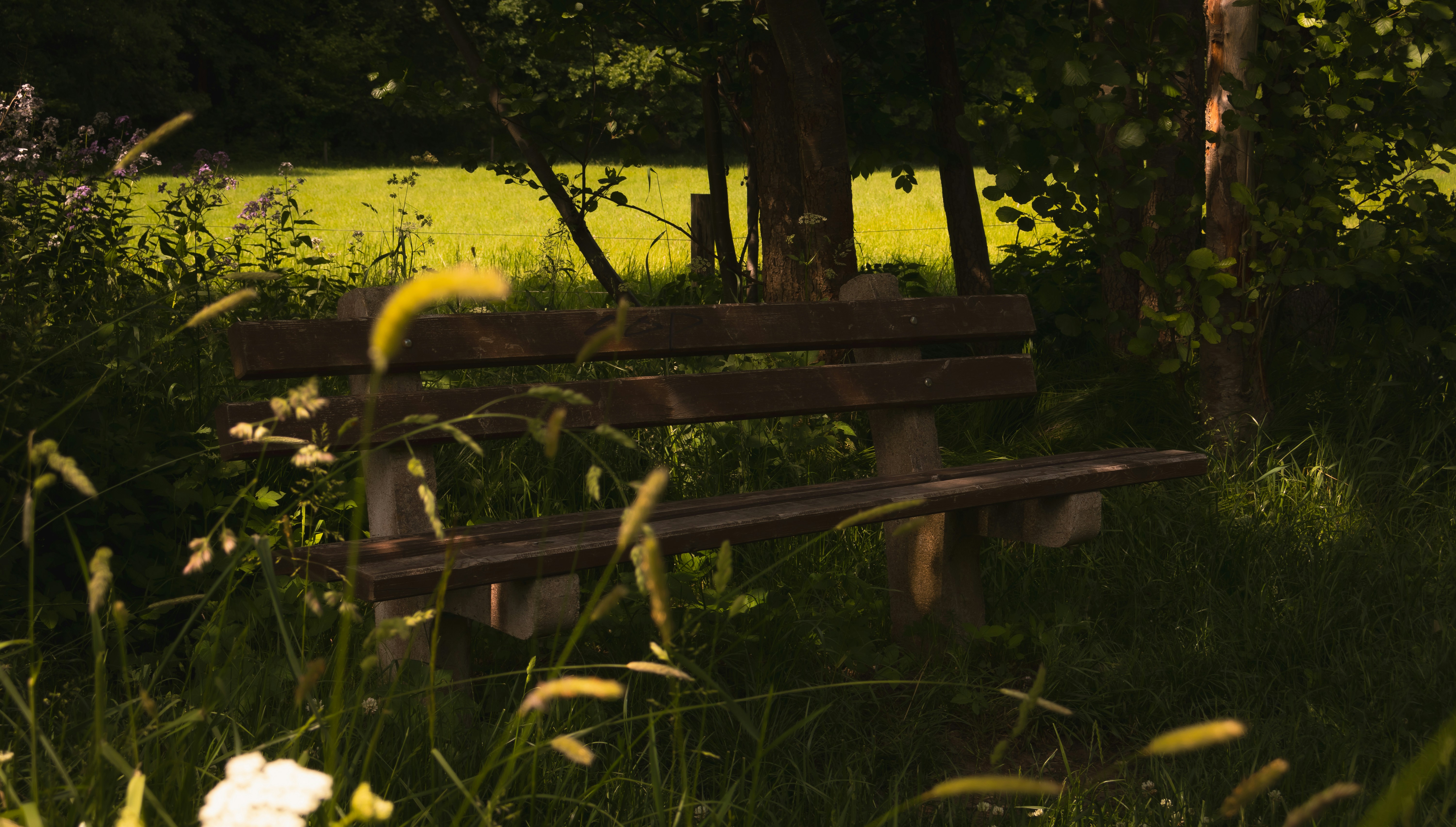 Hidden Orchard Bench in Dappled Shade