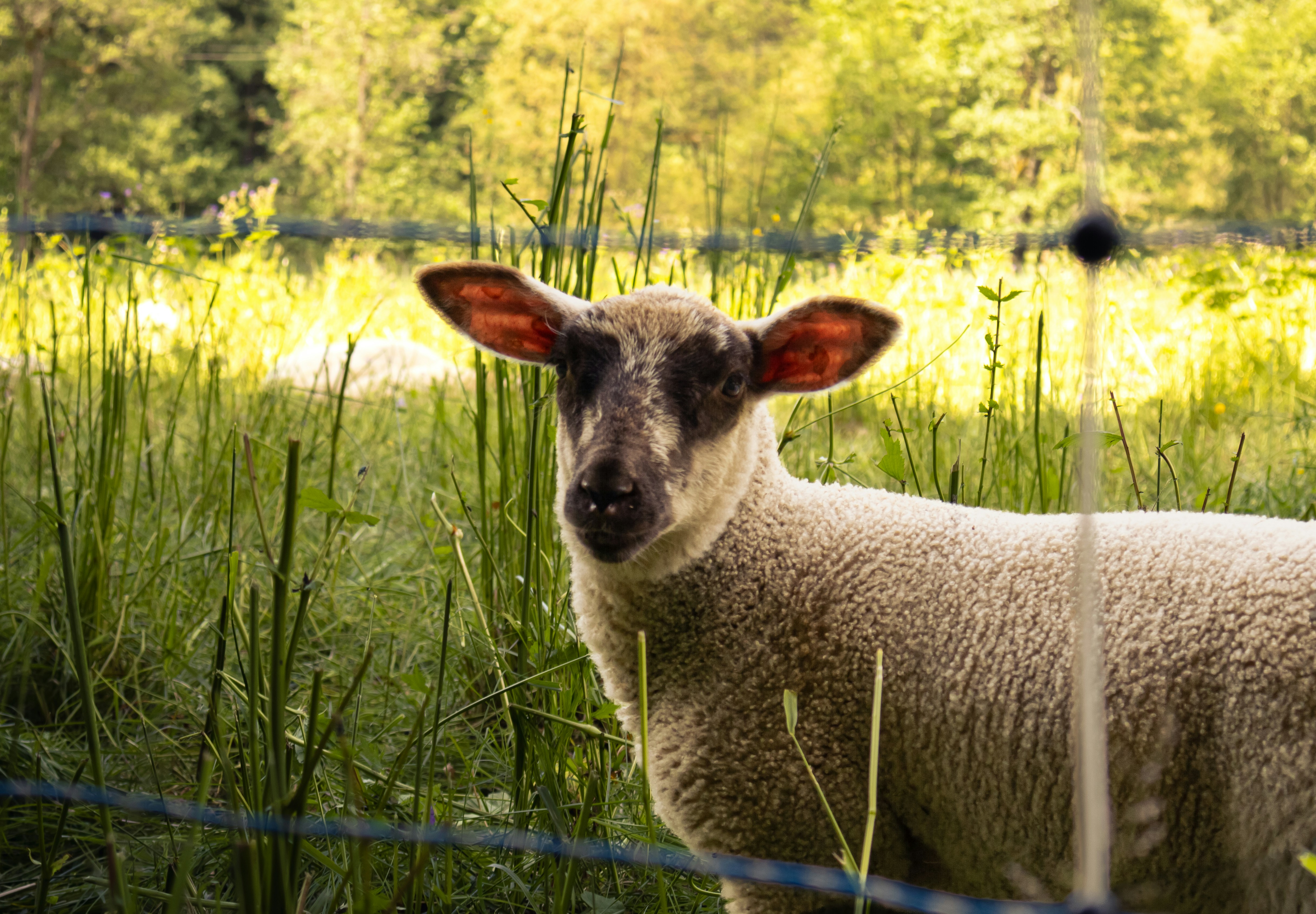 Curious Grazing Eye: A Rambling Sheep in Sunlit Grass