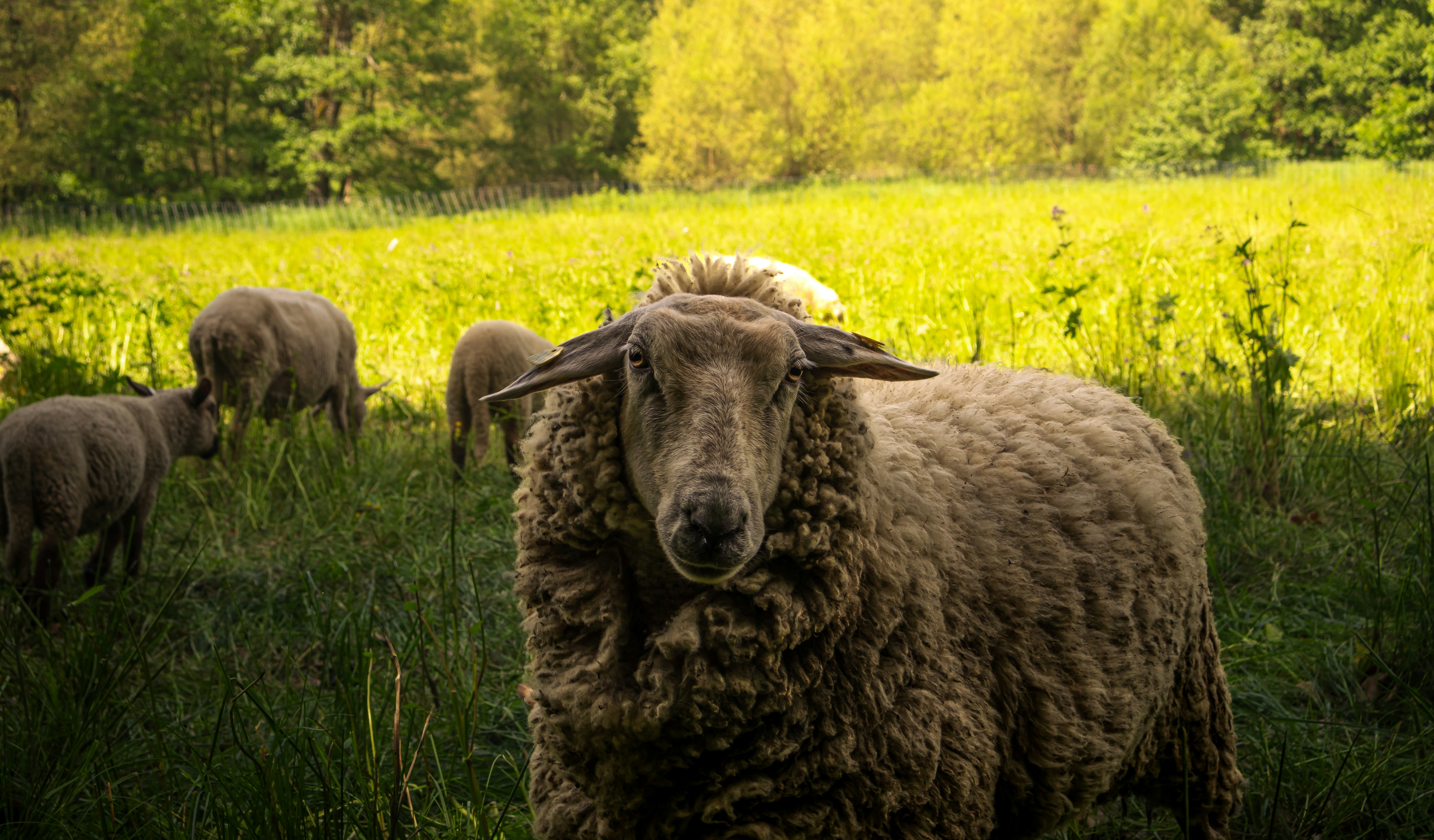 Close-Up of a Mature Sheep in a Sunlit Meadow