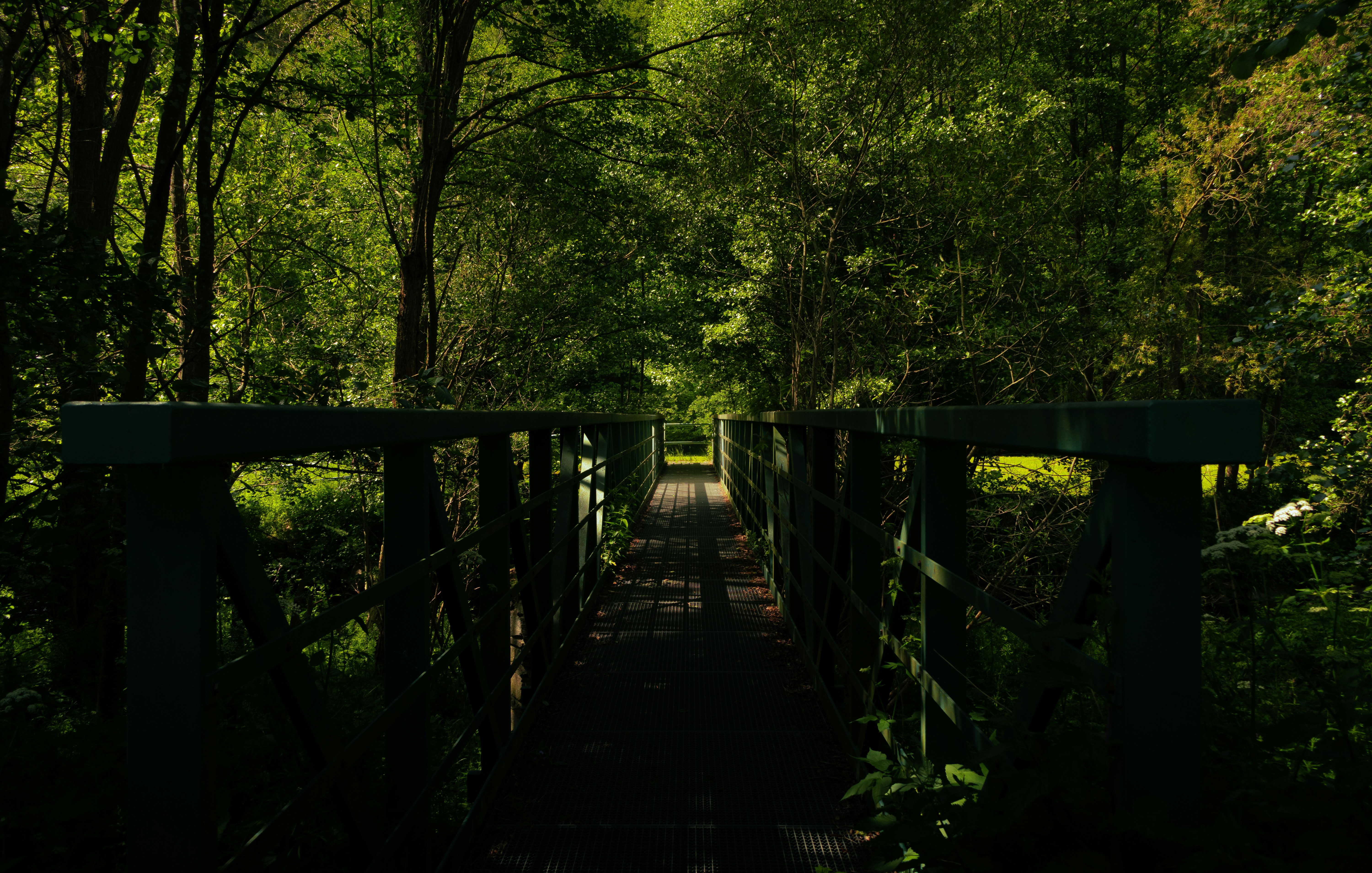 Rustic bridge leads into a vibrant, sun-dappled forest.