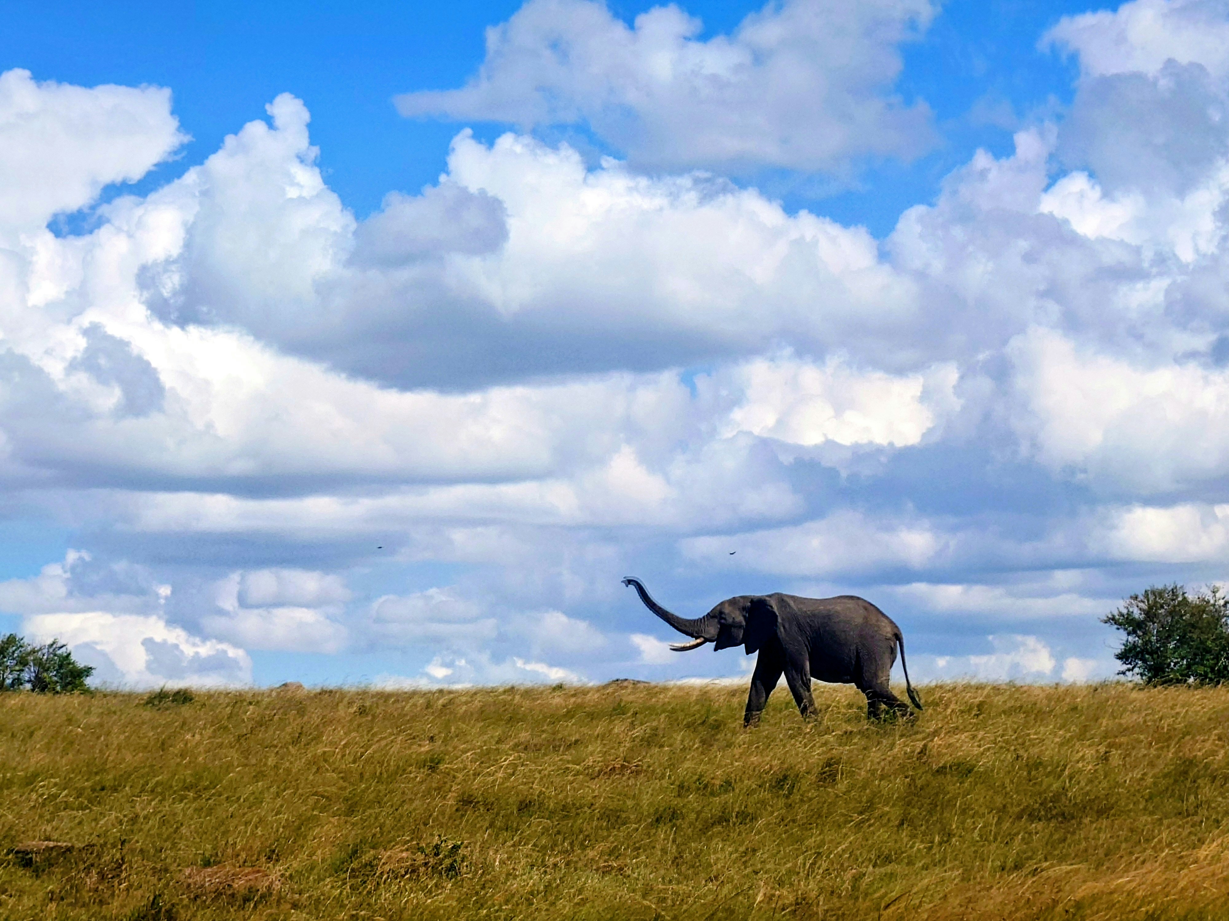 Lonely Echo in the Grasslands: An Elephants' Stroll under Vast Skies