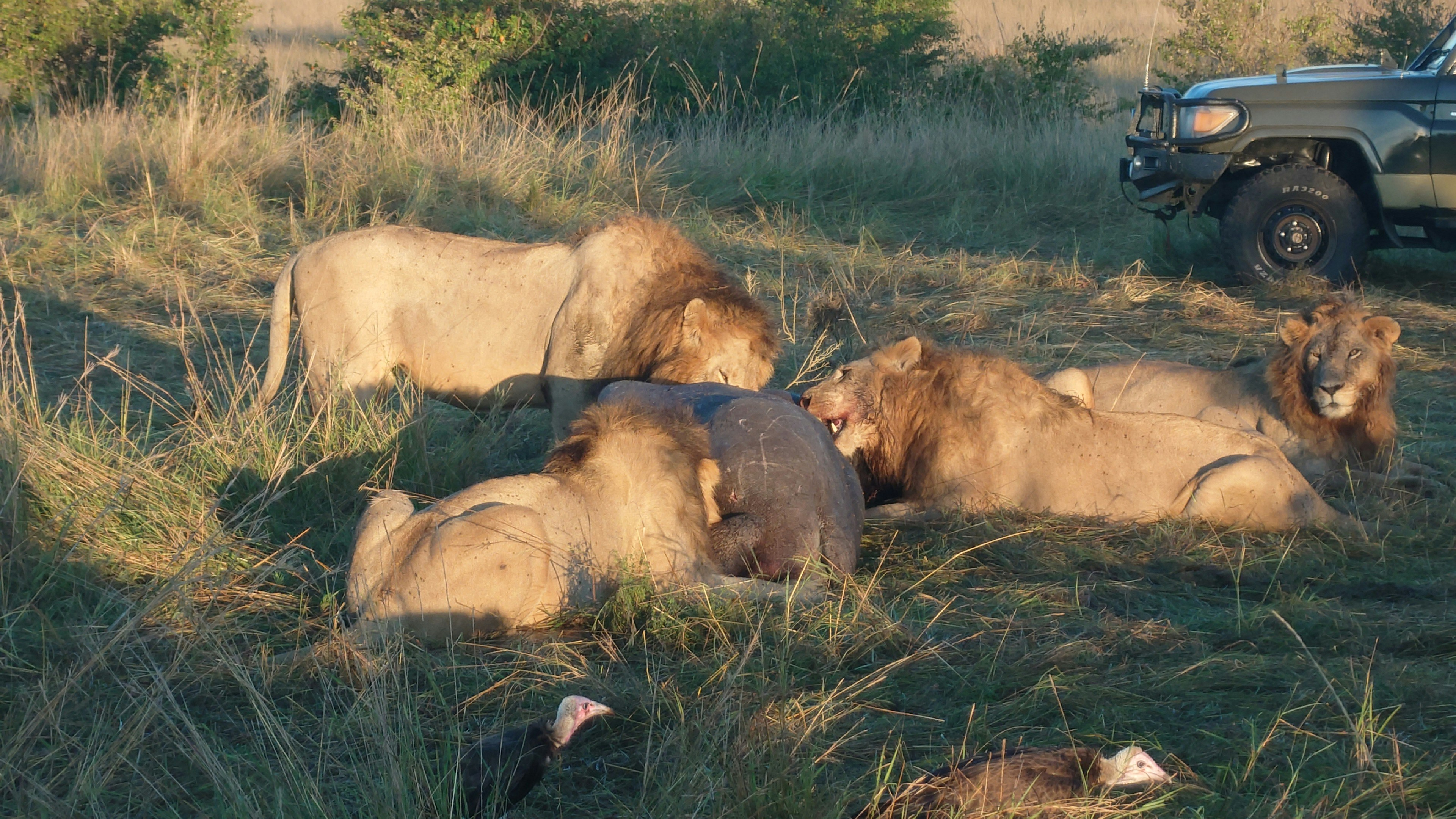 Pride of the Plains: Lions Rest After a Vigil by the Vehicle