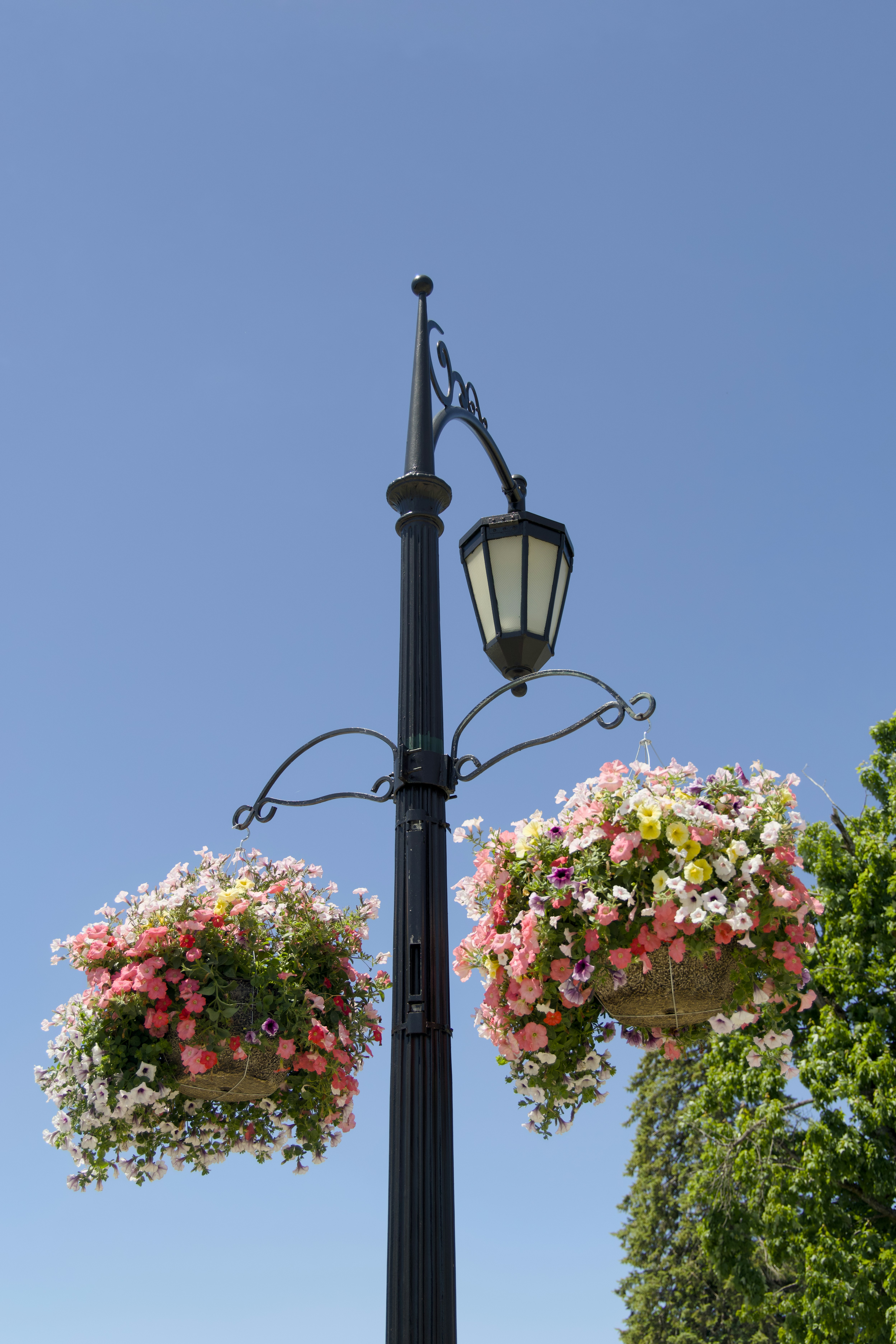Flowers in bloom hung from an antique street lamp.